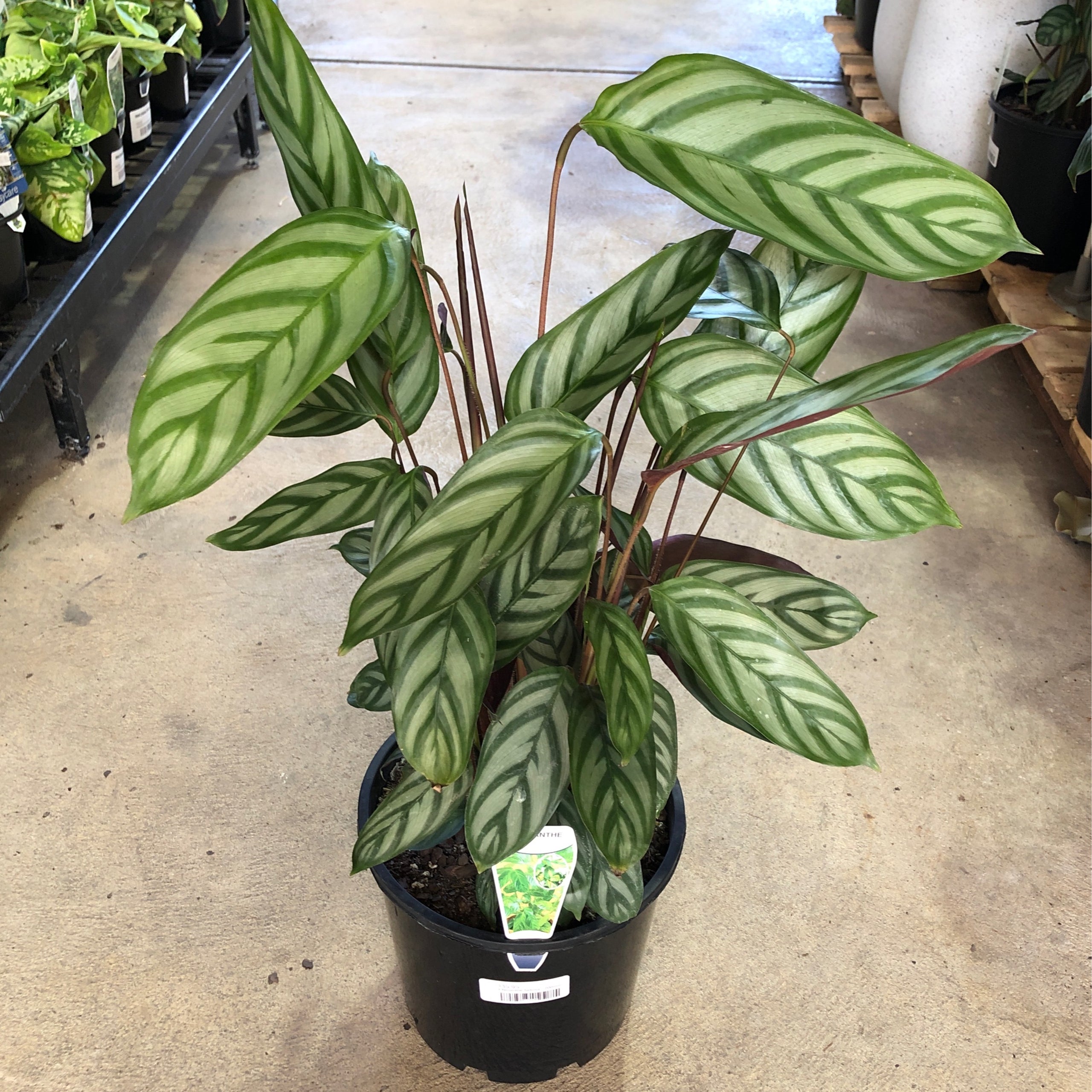 Ctenanthe Setosa - 200mm | Exotic Botanic