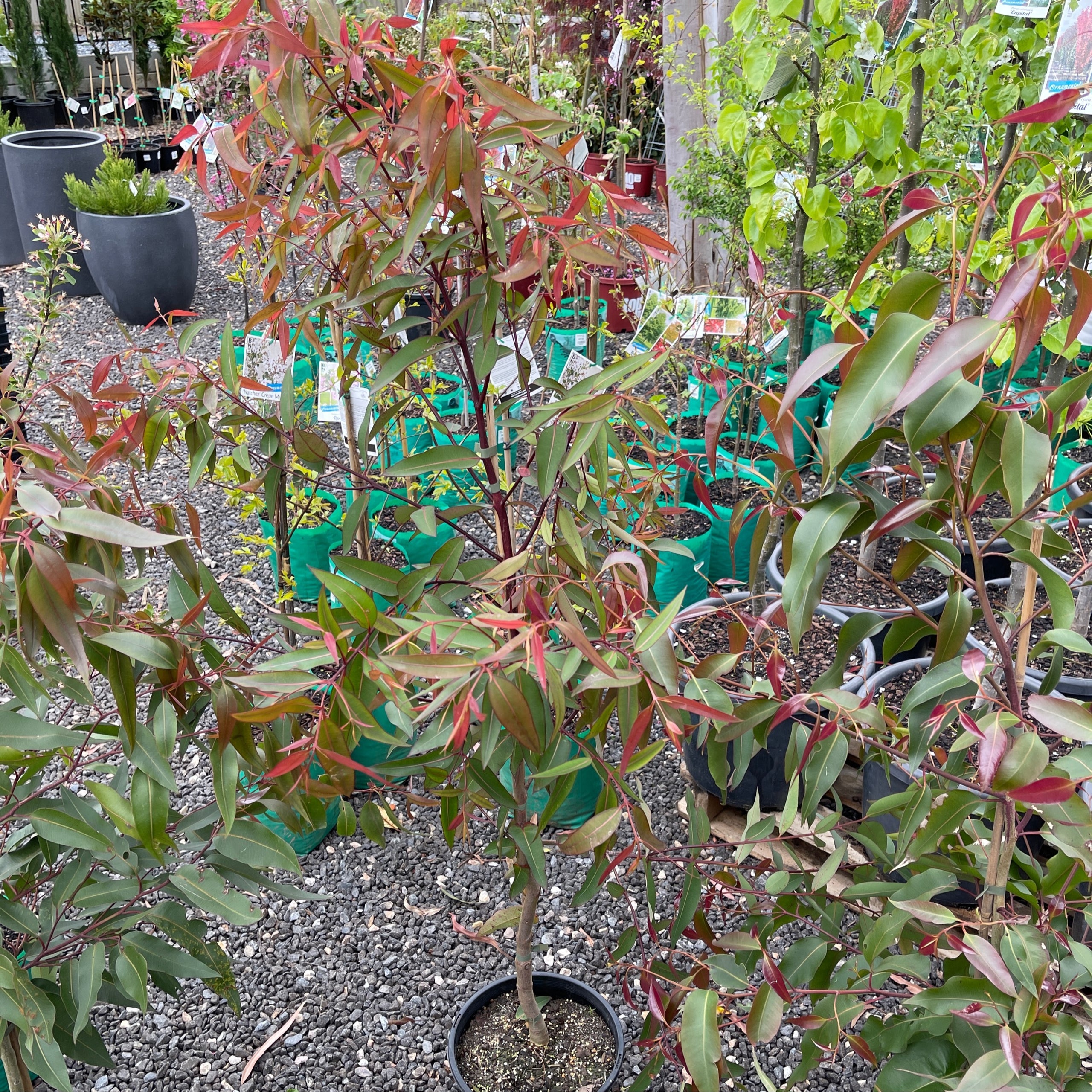 Corymbia Maculata - 300mm | Exotic Botanic