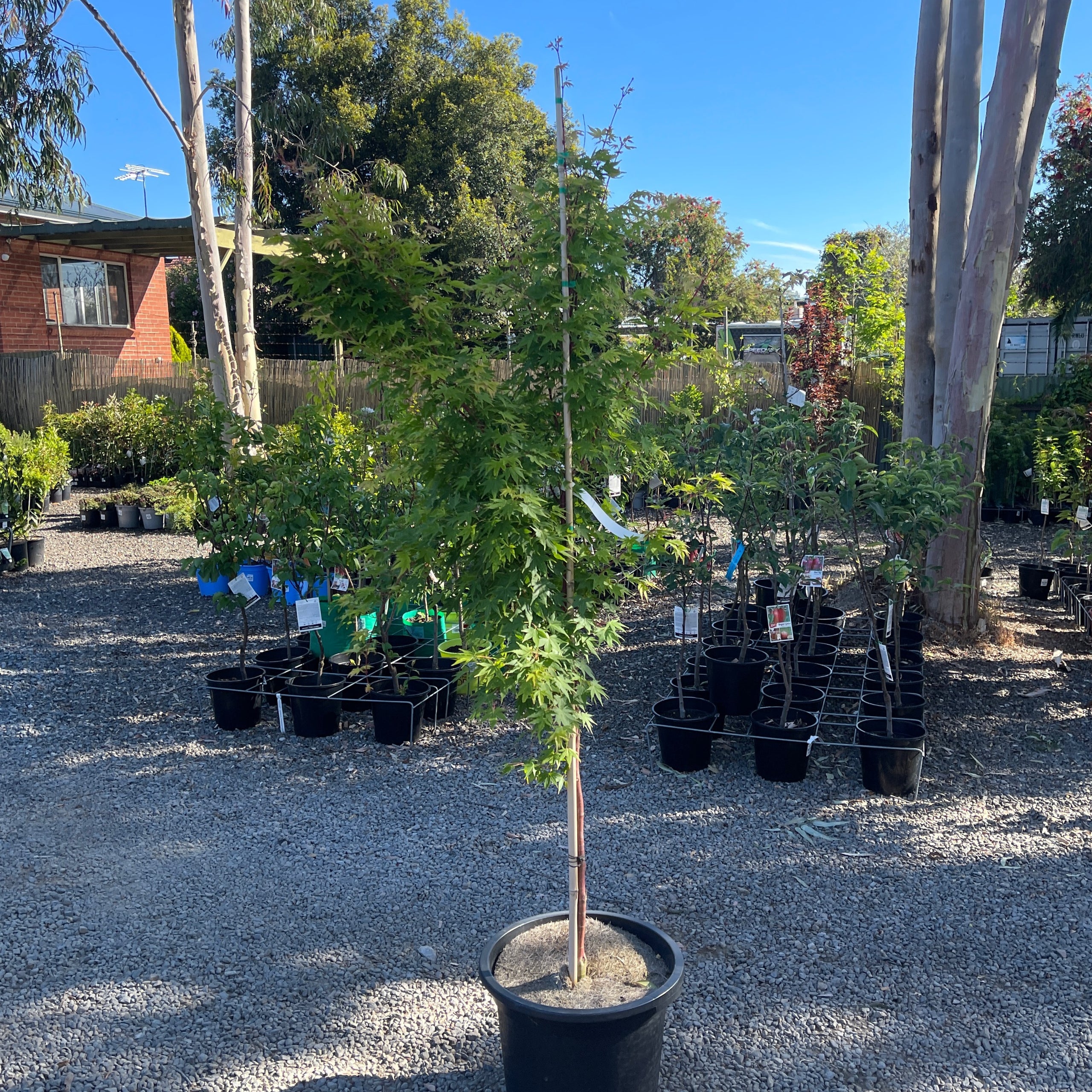 Acer Palmatum Senkaki - Coral Bark Maple - 420mm | Exotic Botanic