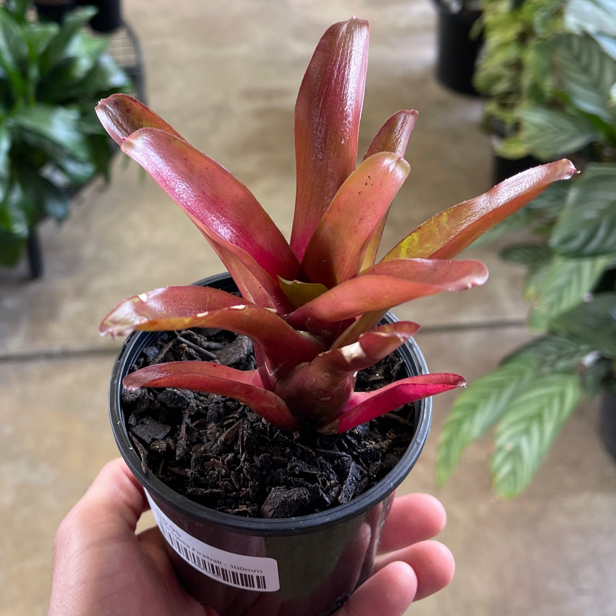 Neoregelia Fireball - 100mm | Exotic Botanic