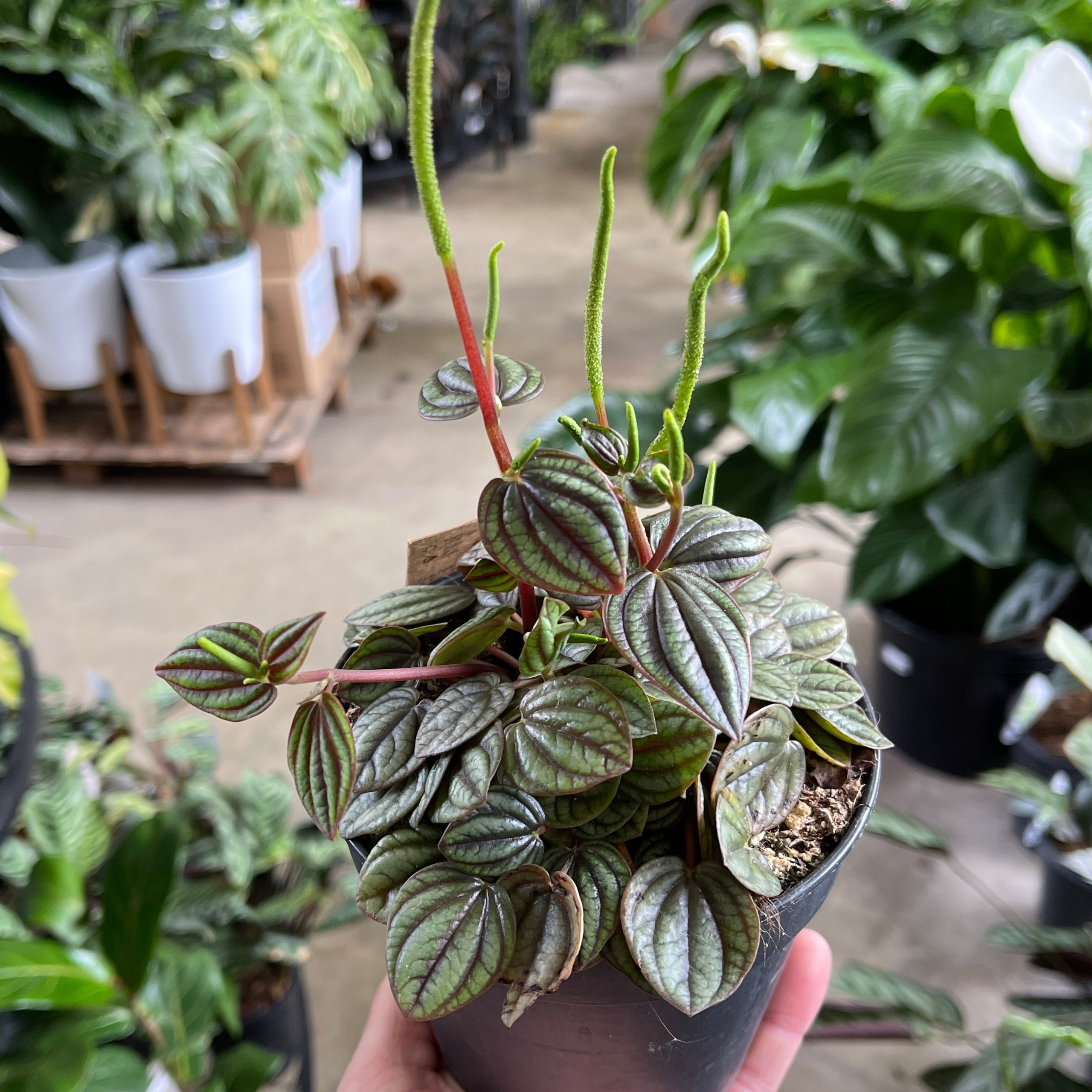 Peperomia Piccolo Banda - 120mm | Exotic Botanic