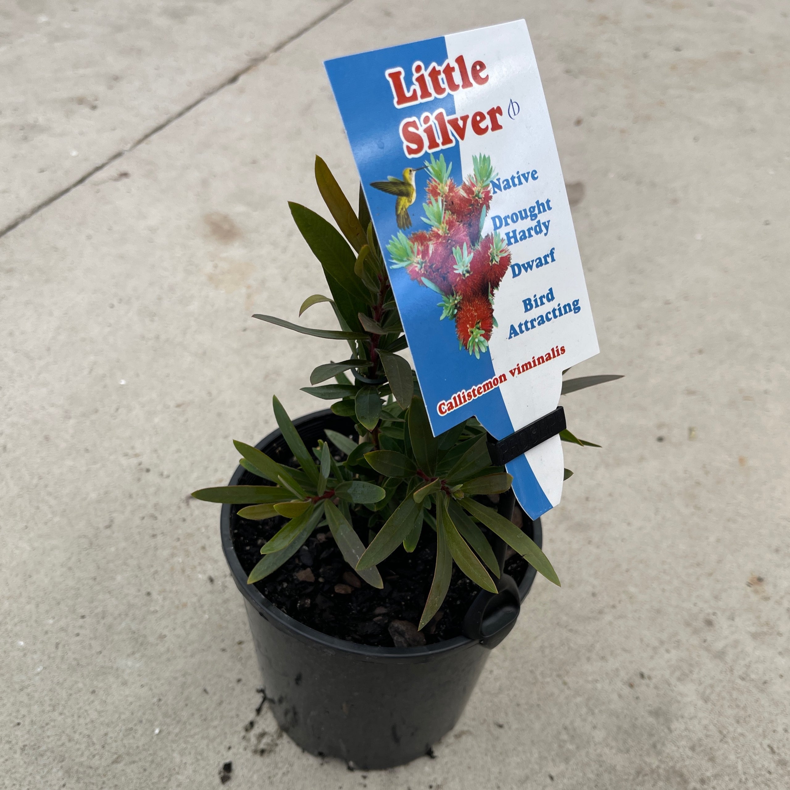 Callistemon Viminalis Little Silver - 140mm | Exotic Botanic