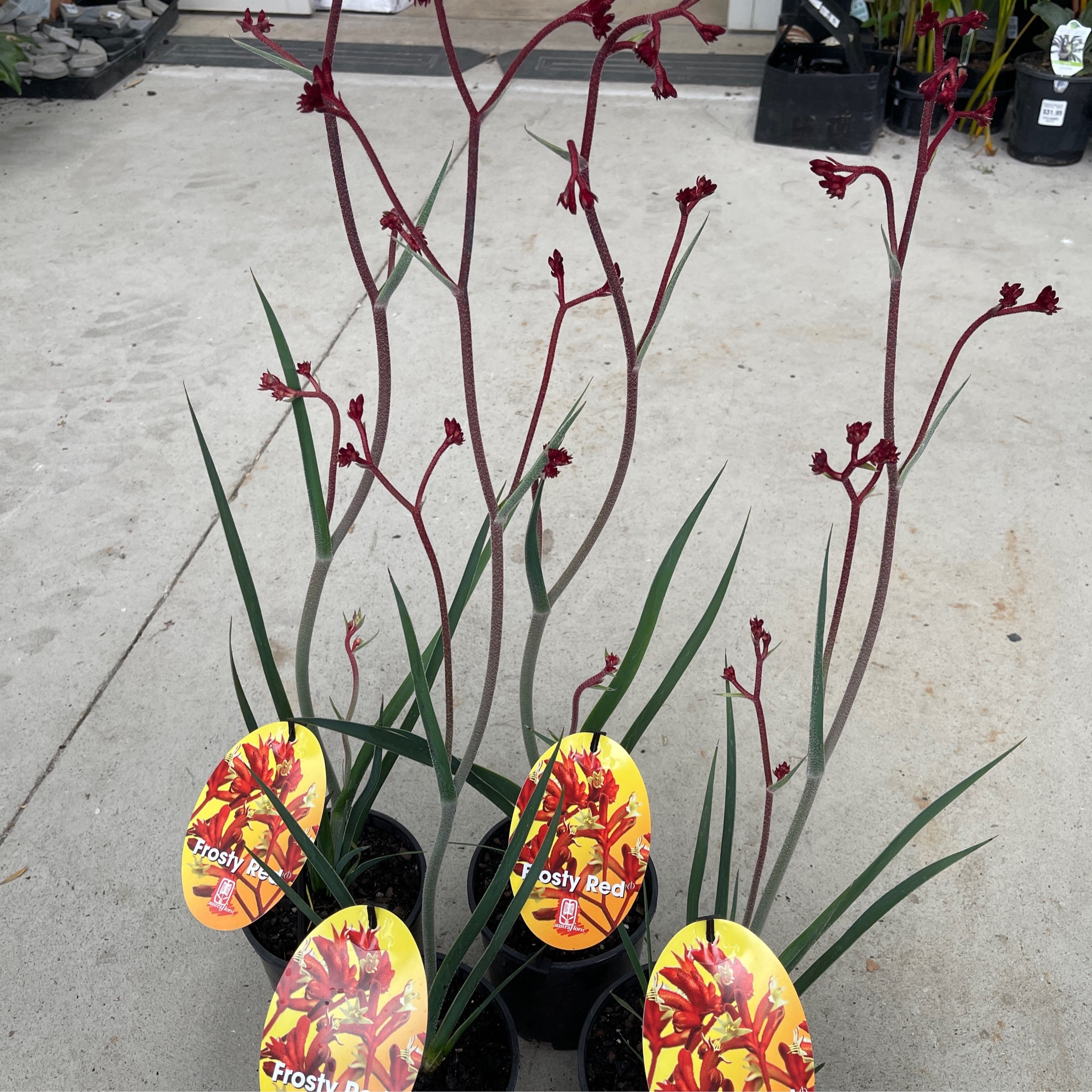 Anigozanthos Frosty Red - 140mm | Exotic Botanic