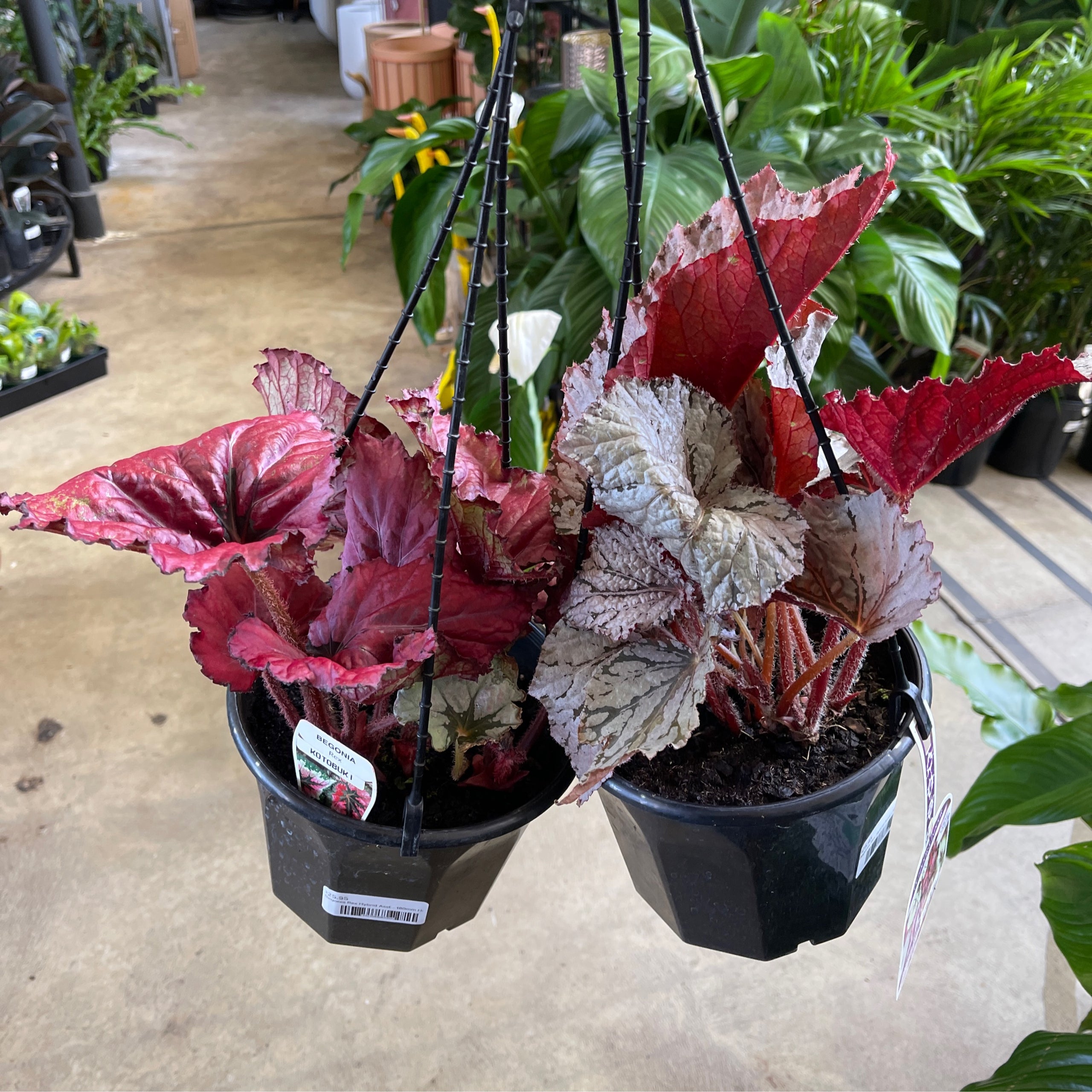 Begonia Rex Hybrid Asst - 180mm Hanging Basket | Exotic Botanic