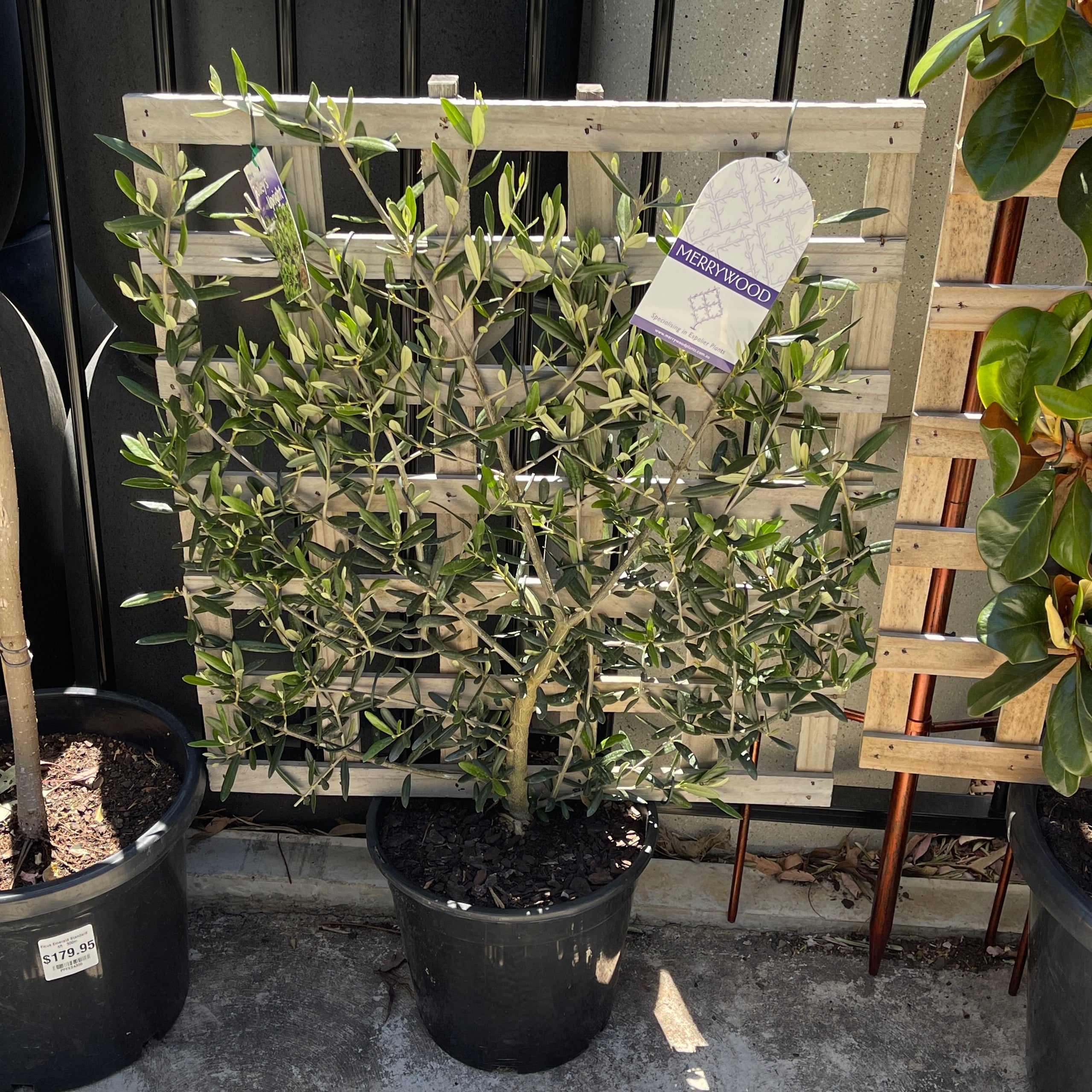 Espaliered Olive Tolleys Upright - 25cm | Exotic Botanic