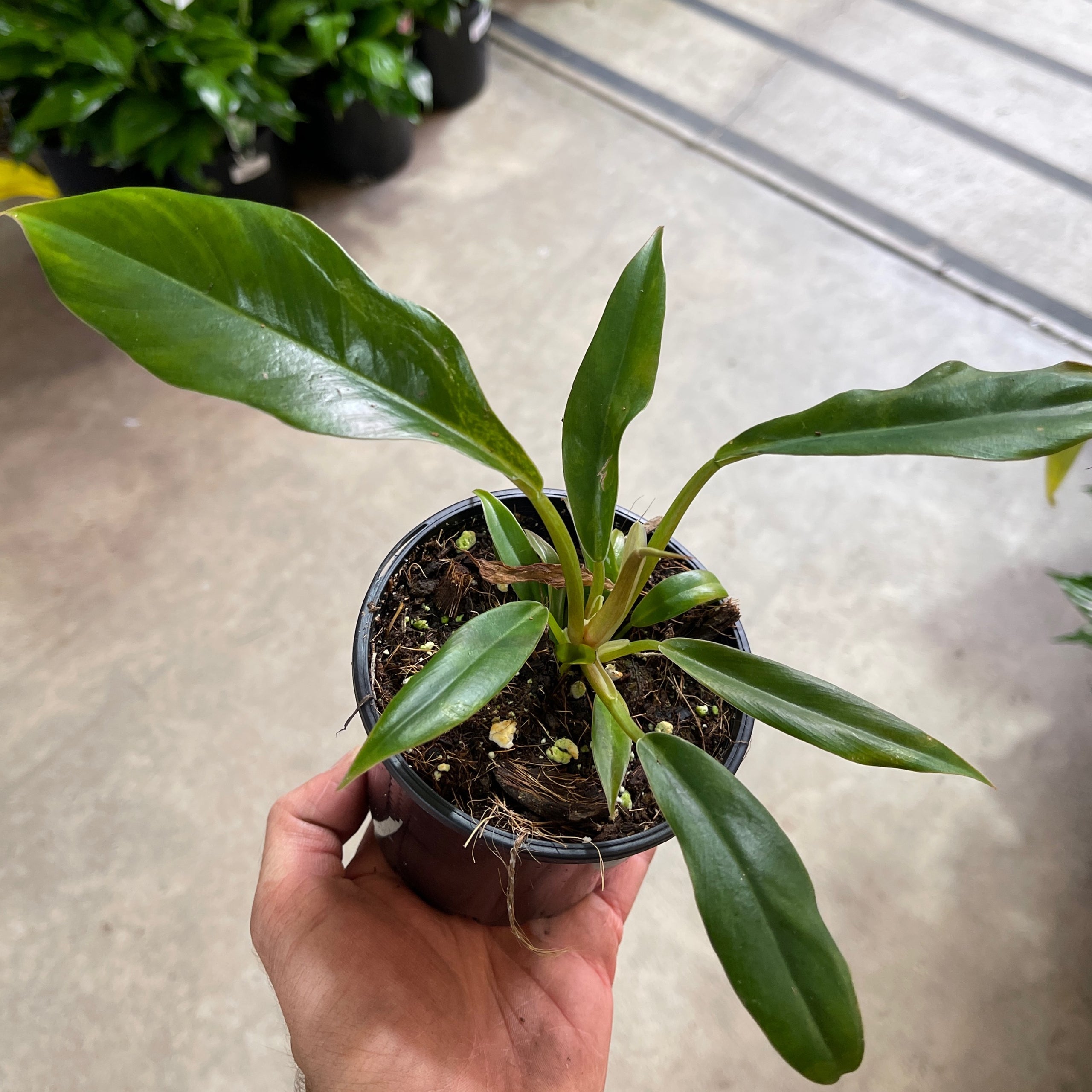 Philodendron Narrow Escape - 100mm | Exotic Botanic