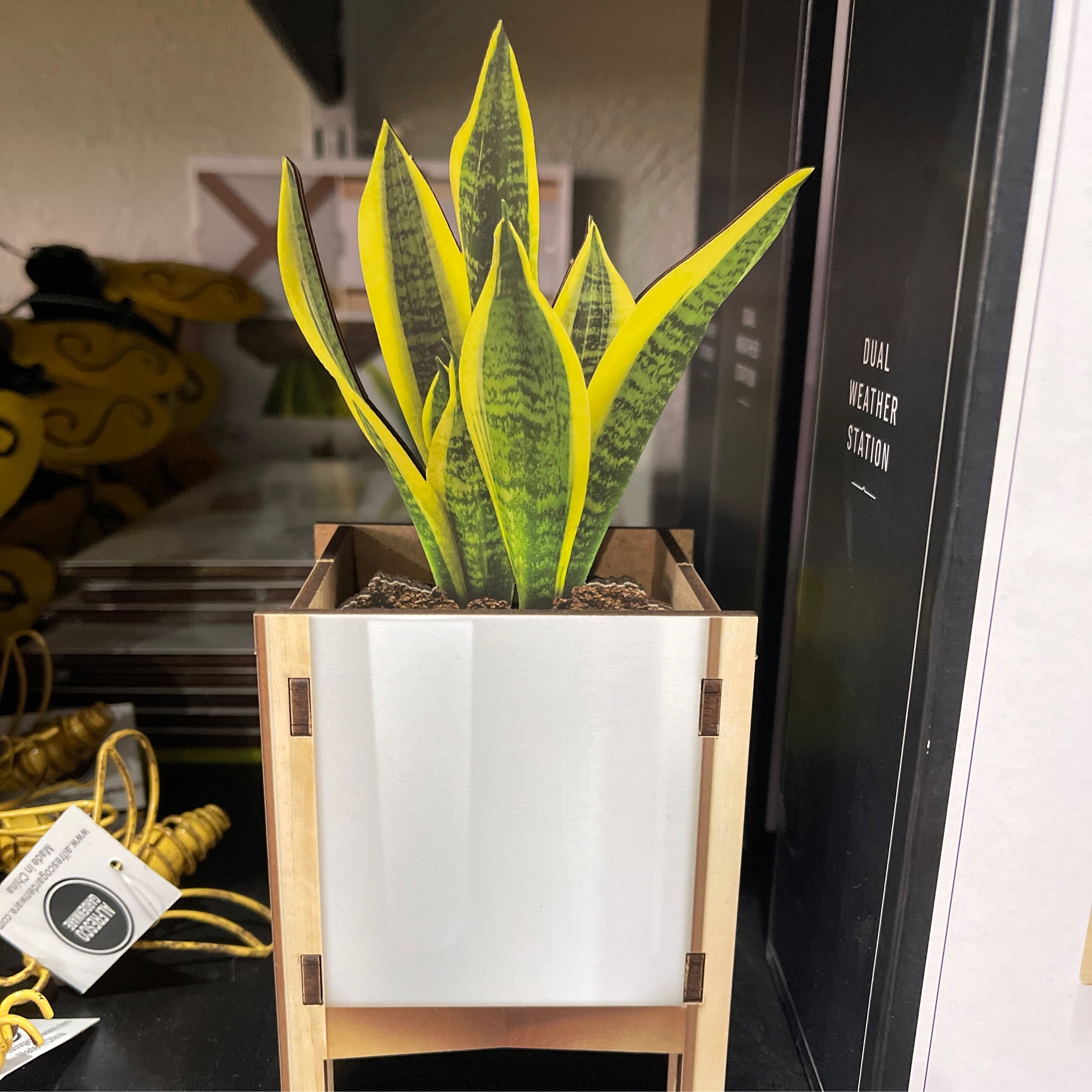 Pop Desk Plants - Snake Plant | Exotic Botanic