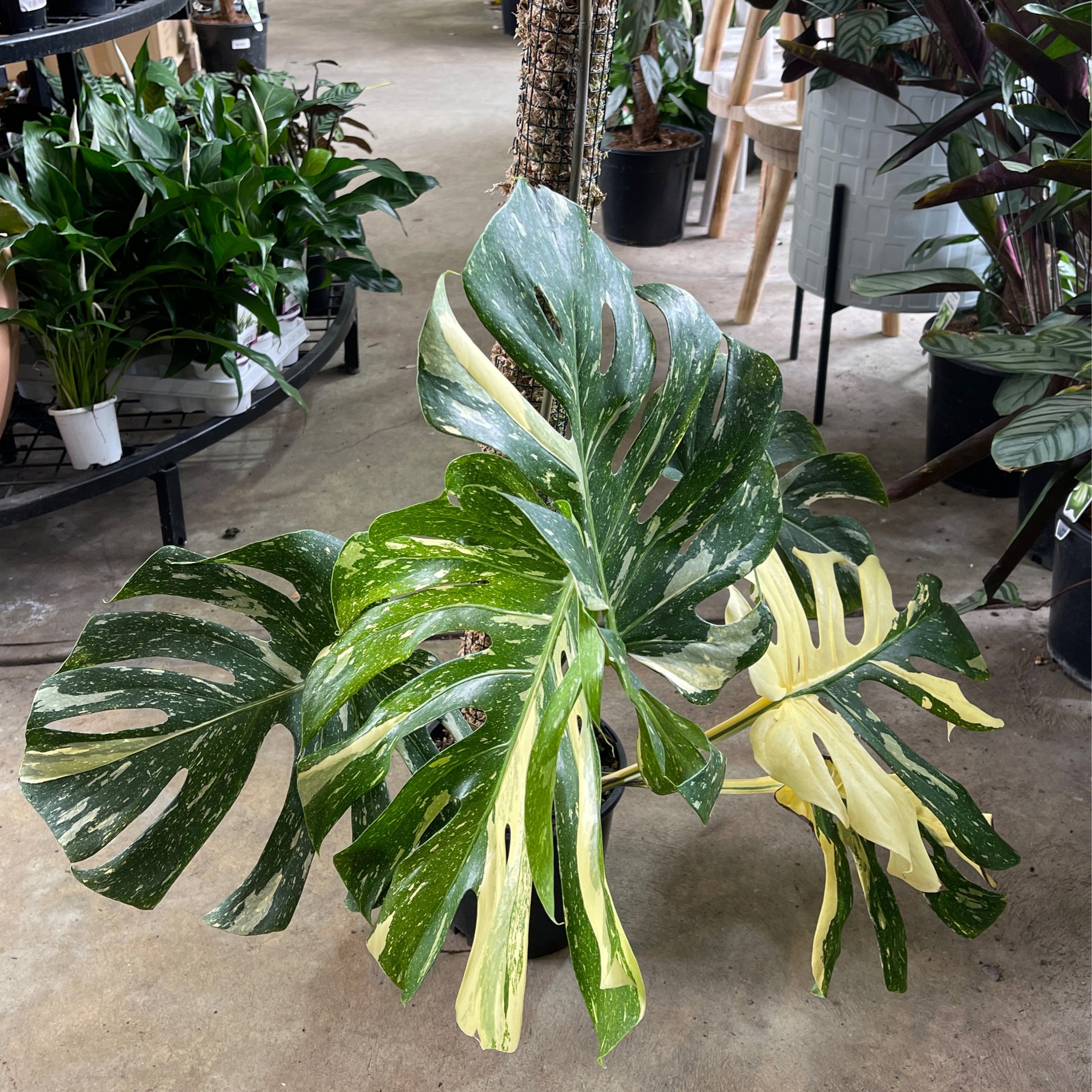 Monstera Thai Constellation - 200mm Totem | Exotic Botanic
