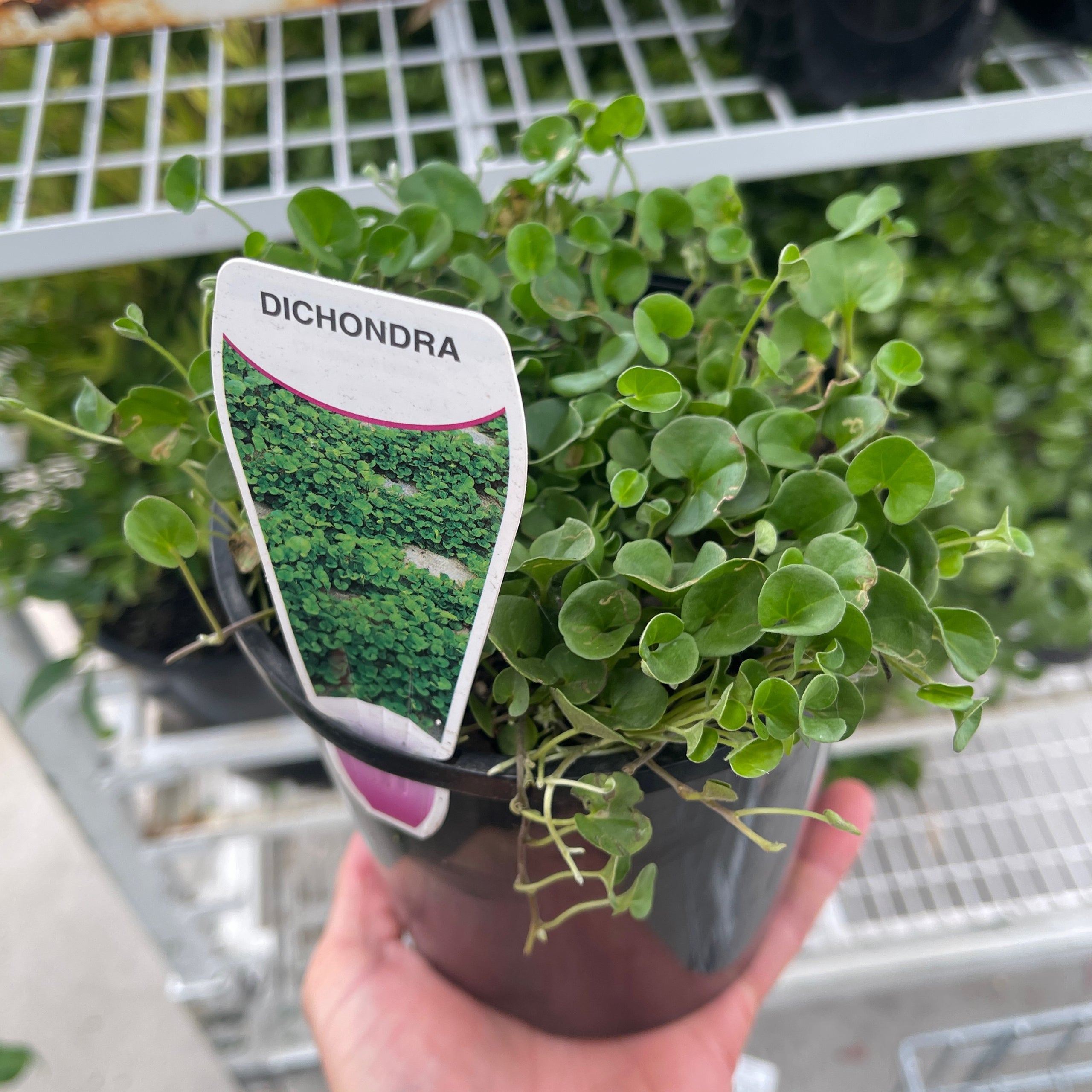 Dichondra Repens - 140mm | Exotic Botanic