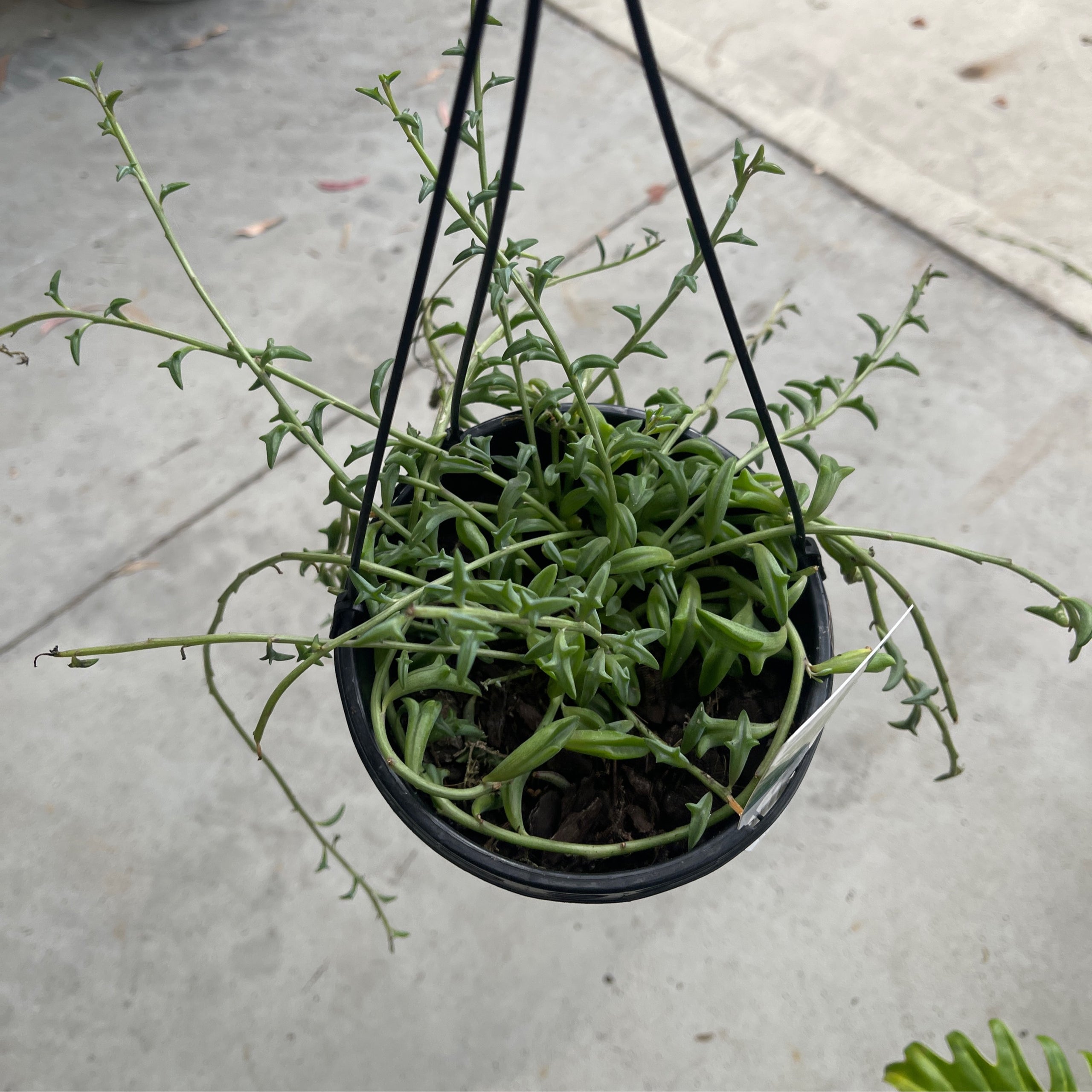 Senecio String of Dolphins - 140mm Hanging Basket | Exotic Botanic