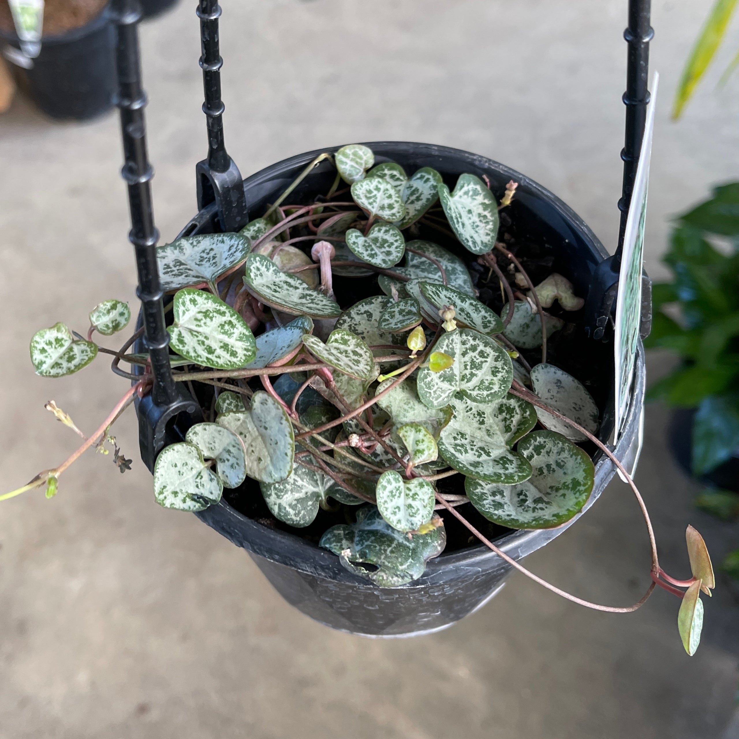 Ceropegia - Chain Of Hearts - 130mm HB | Exotic Botanic