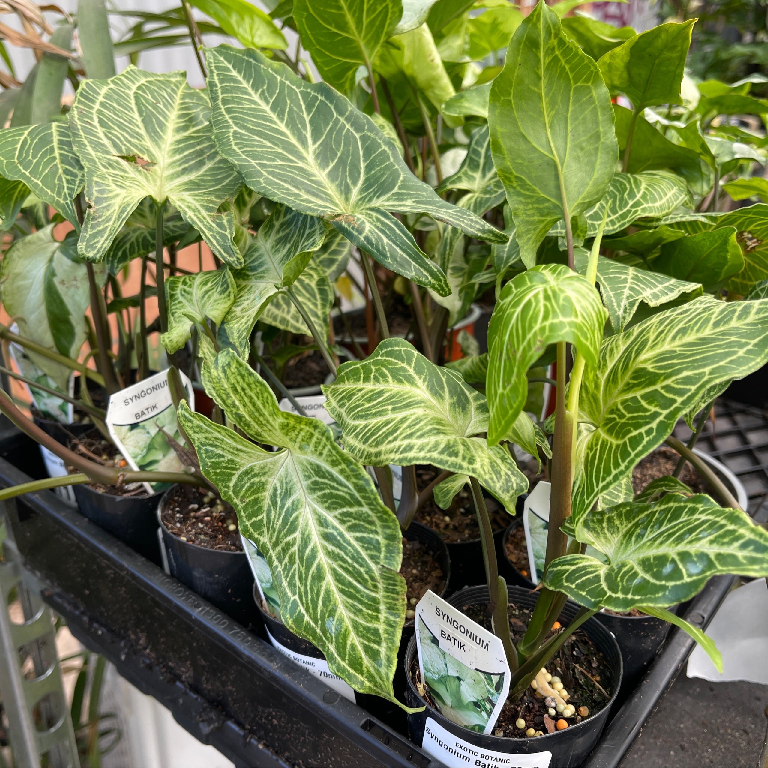 Syngonium Batik 70mm Exotic Botanic