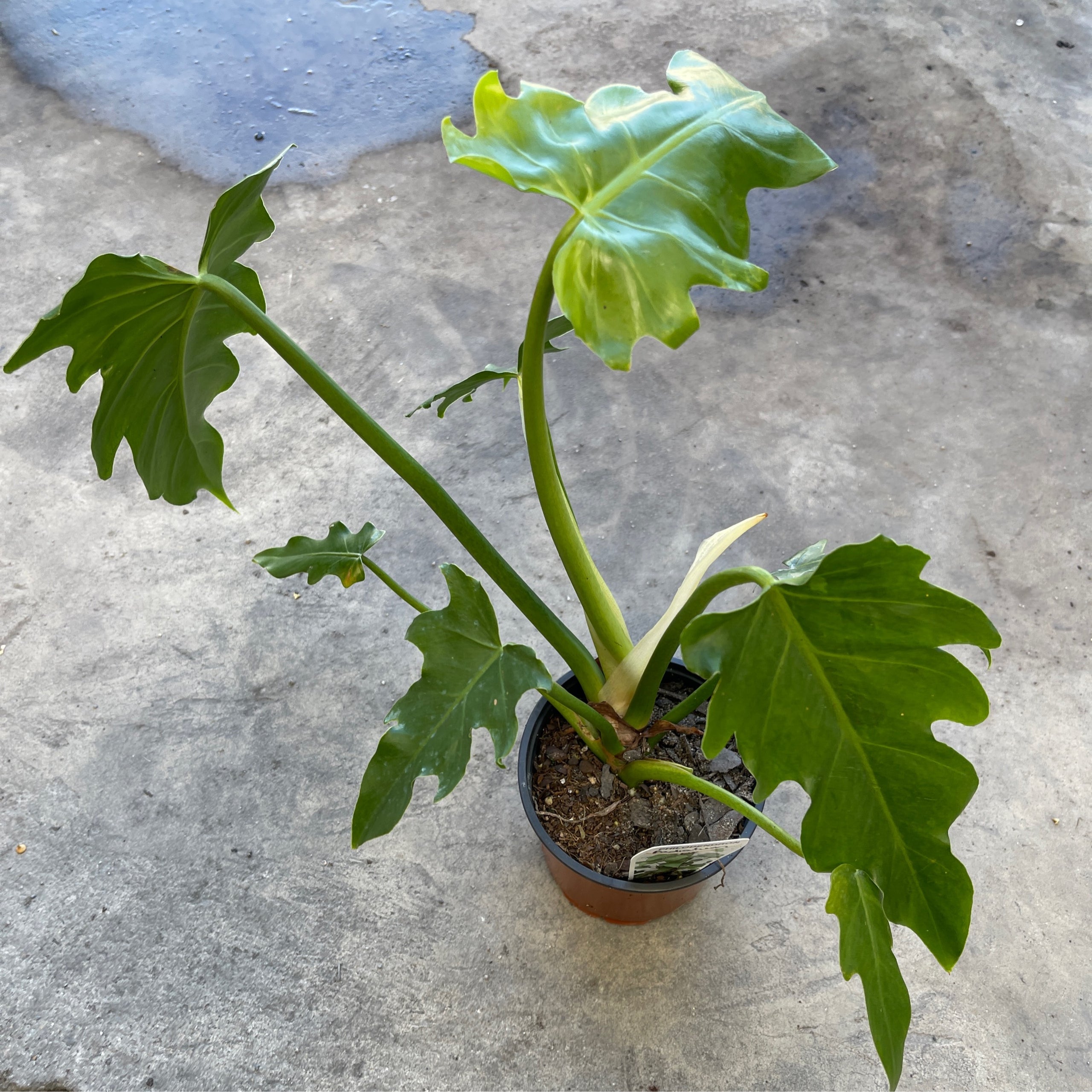 Philodendron Radiatum - 120mm | Exotic Botanic