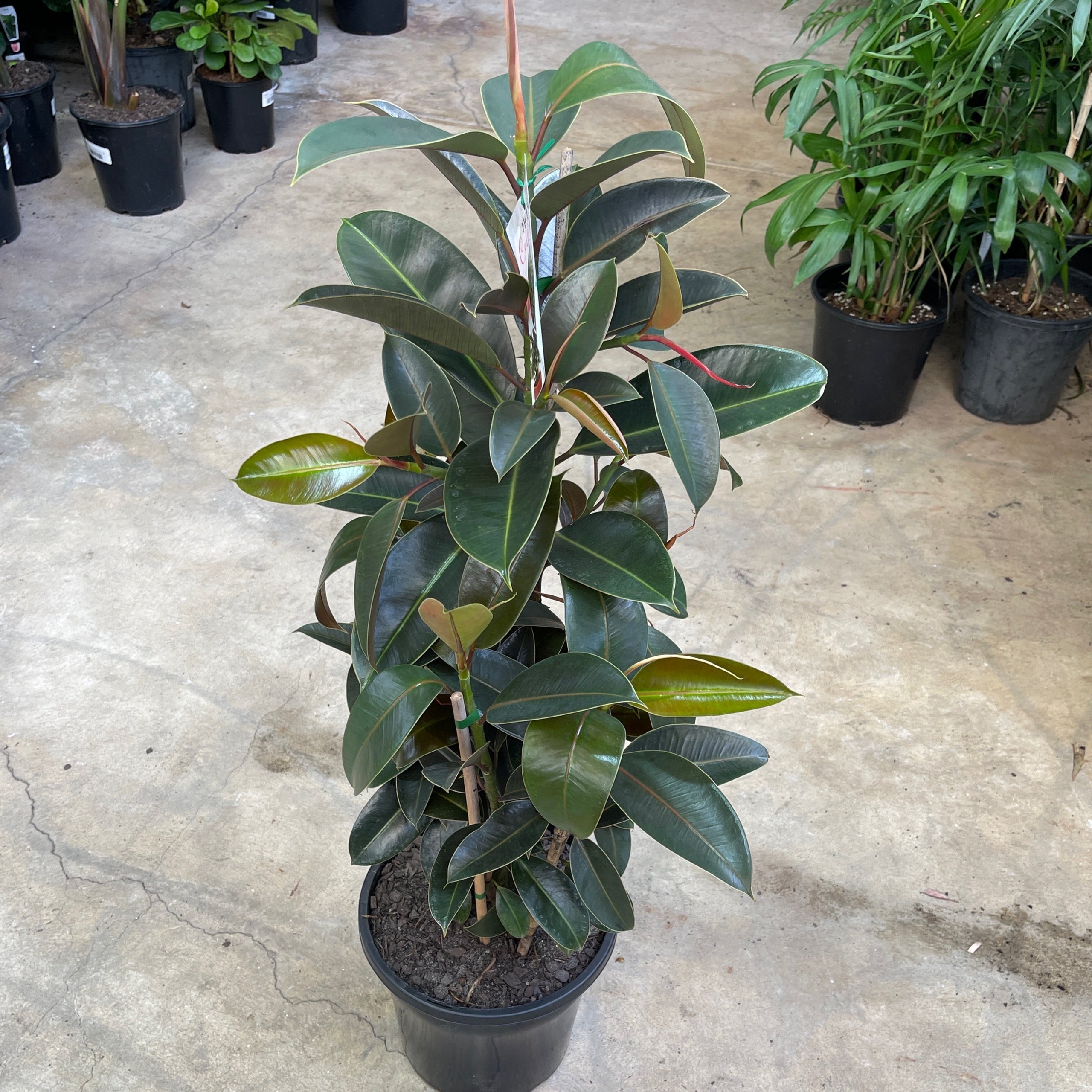 Ficus Elastica Melany - 250mm | Exotic Botanic