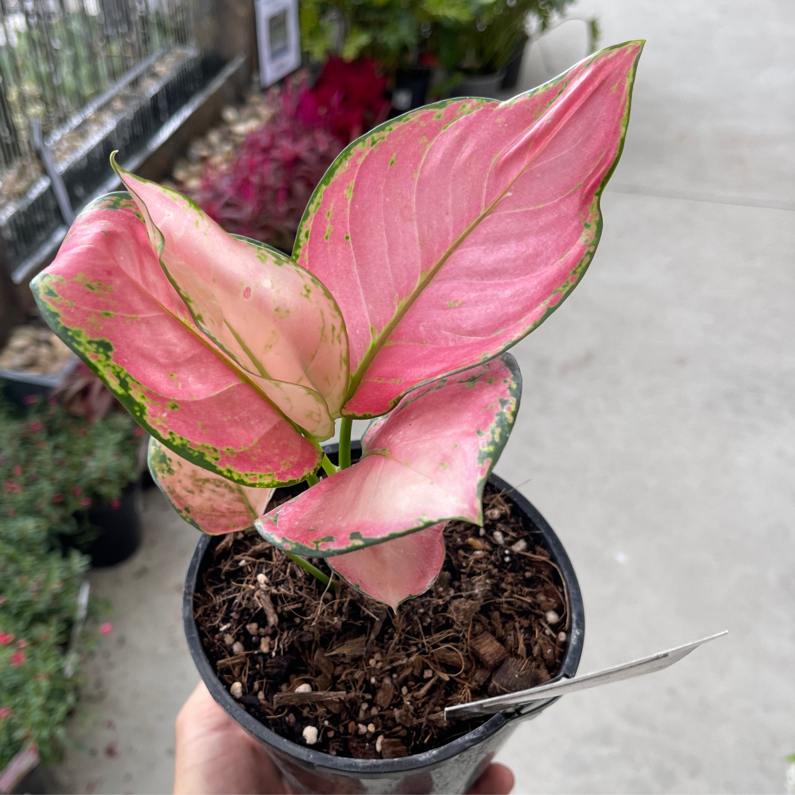 Aglaonema Commutatum Auspicious Red - 140mm | Exotic Botanic