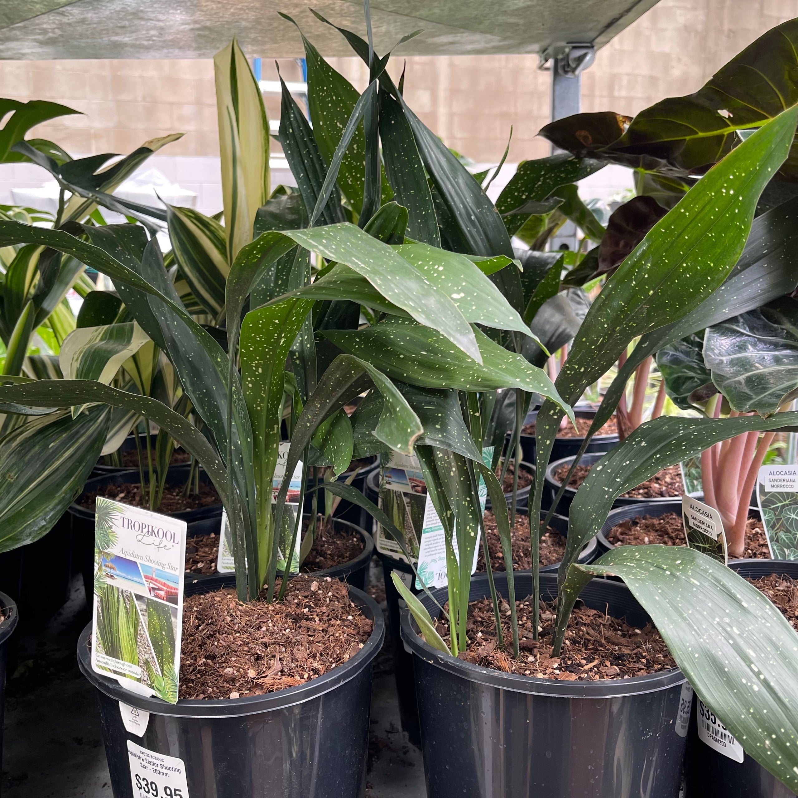 Aspidistra Elatior Shooting Star - 200mm | Exotic Botanic