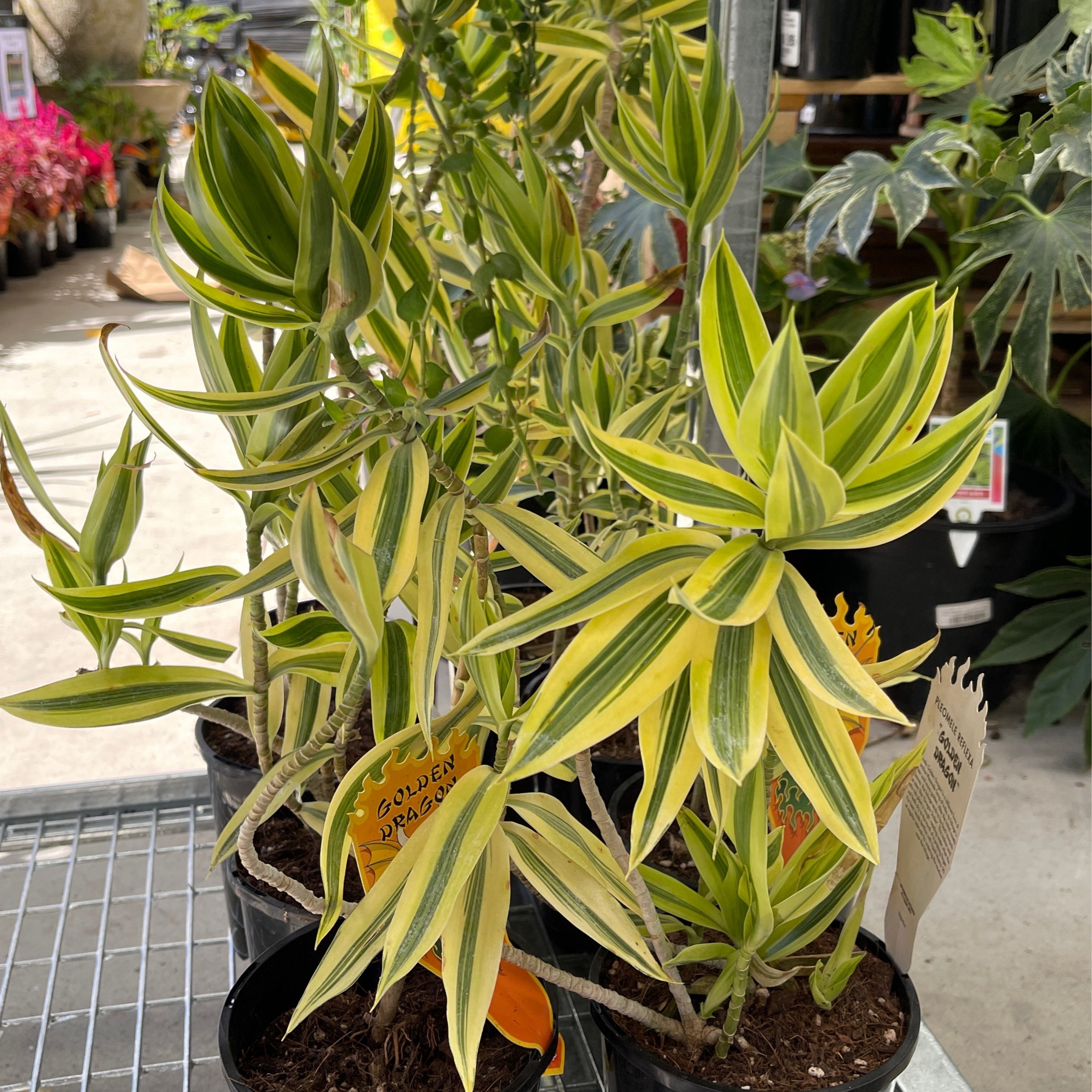 Dracaena Reflexa Gold Dragon - 140mm | Exotic Botanic