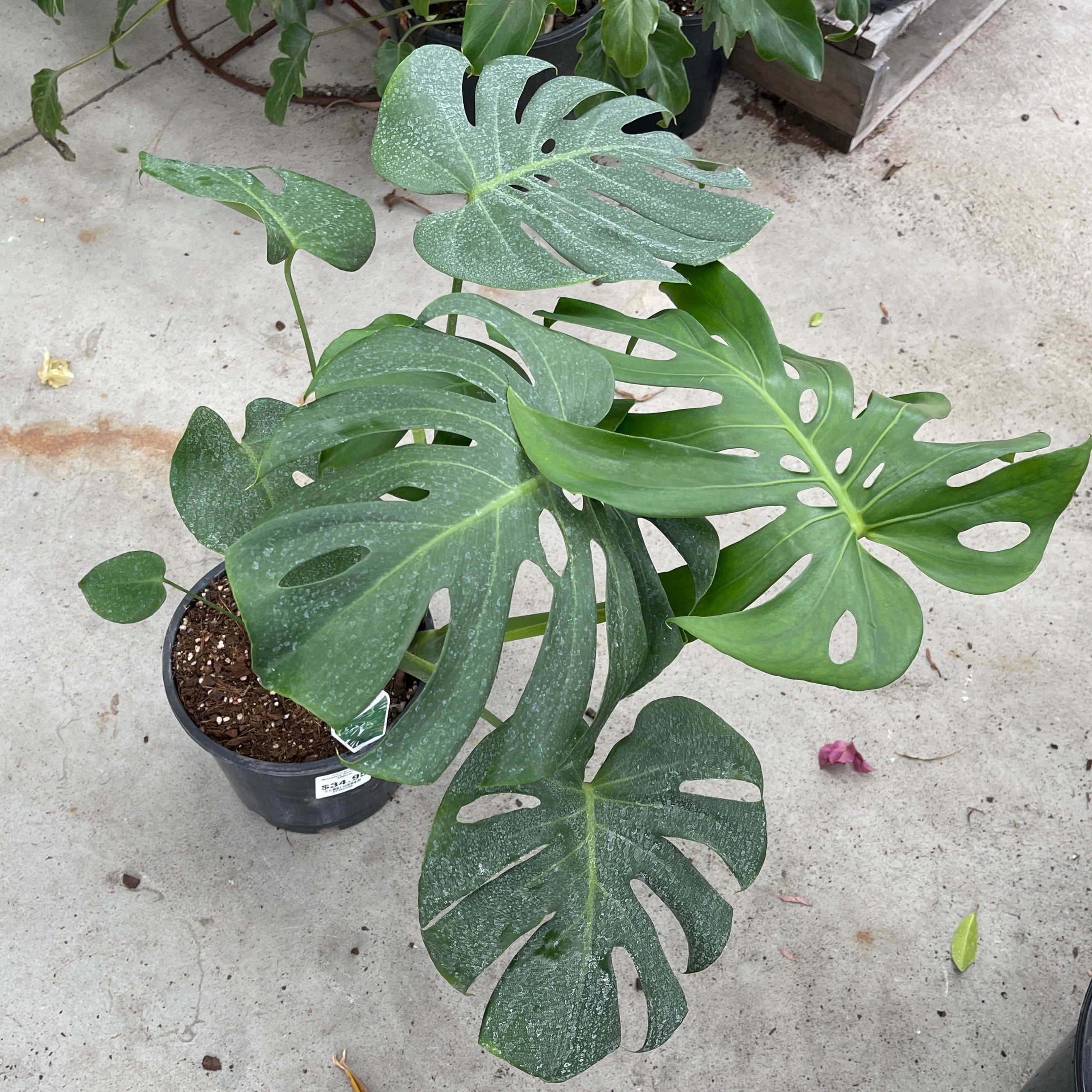 Monstera Deliciosa - 200mm | Exotic Botanic