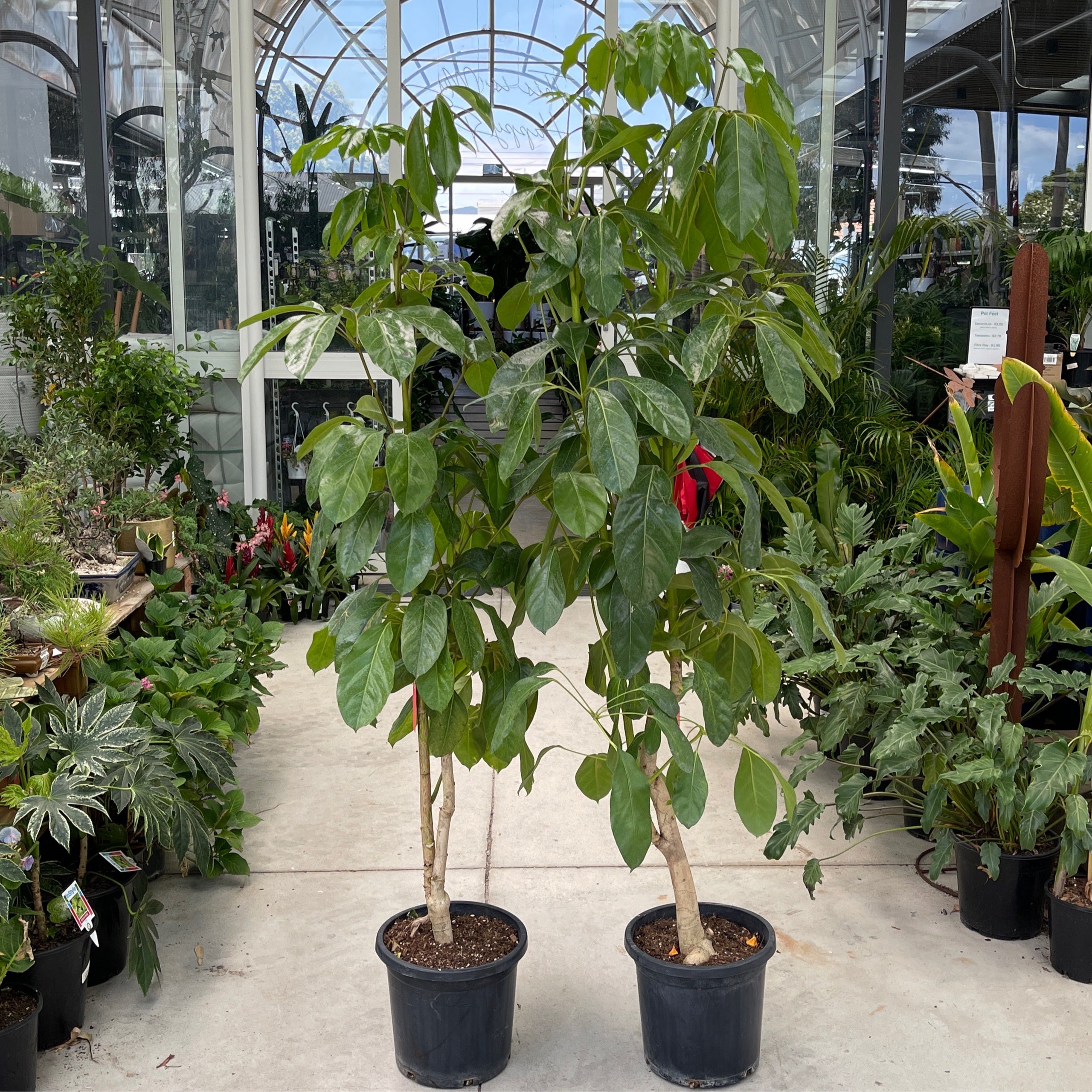 Schefflera Actinophylla Alpine Junior - 300mm | Exotic Botanic