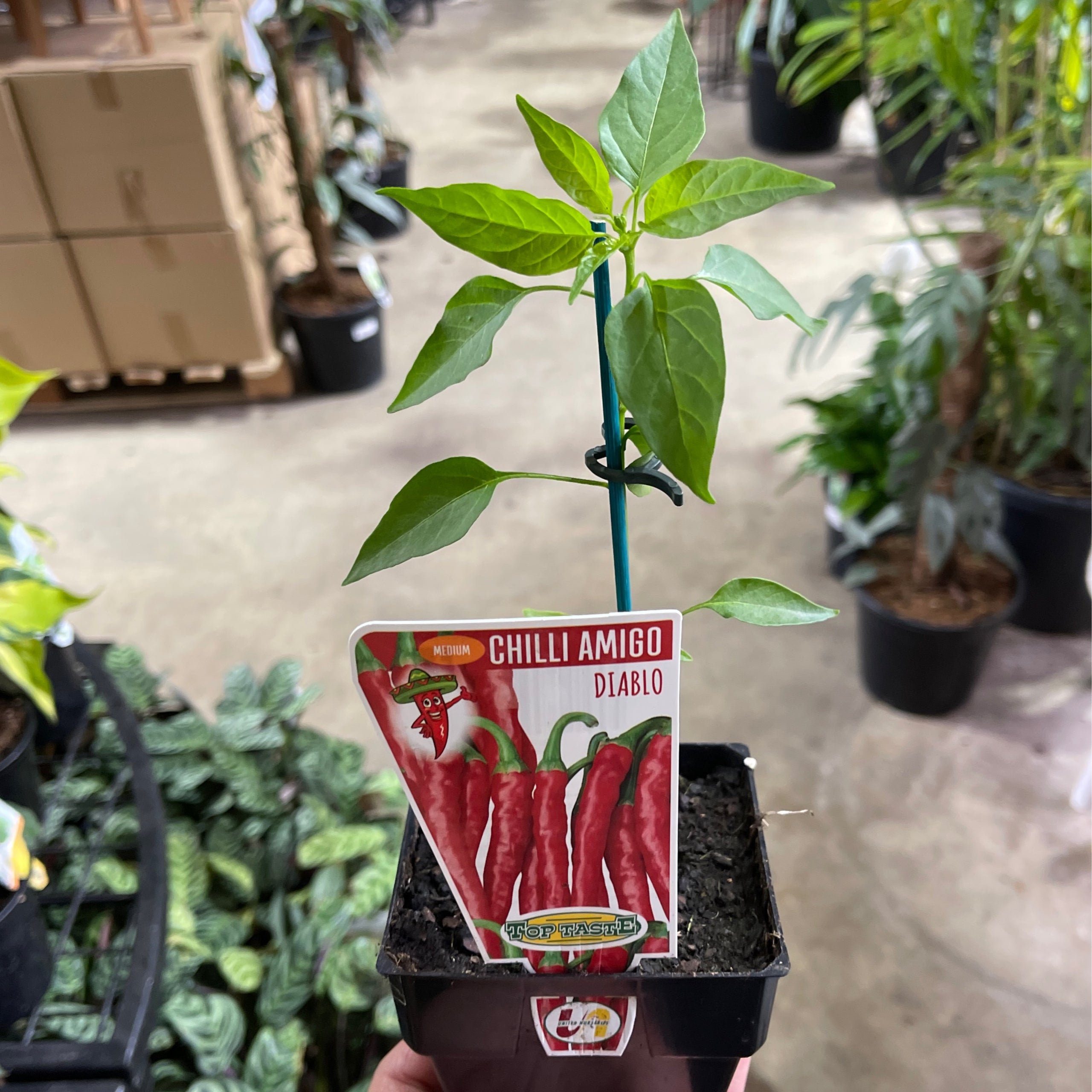 Chilli - Diablo - 100mm | Exotic Botanic