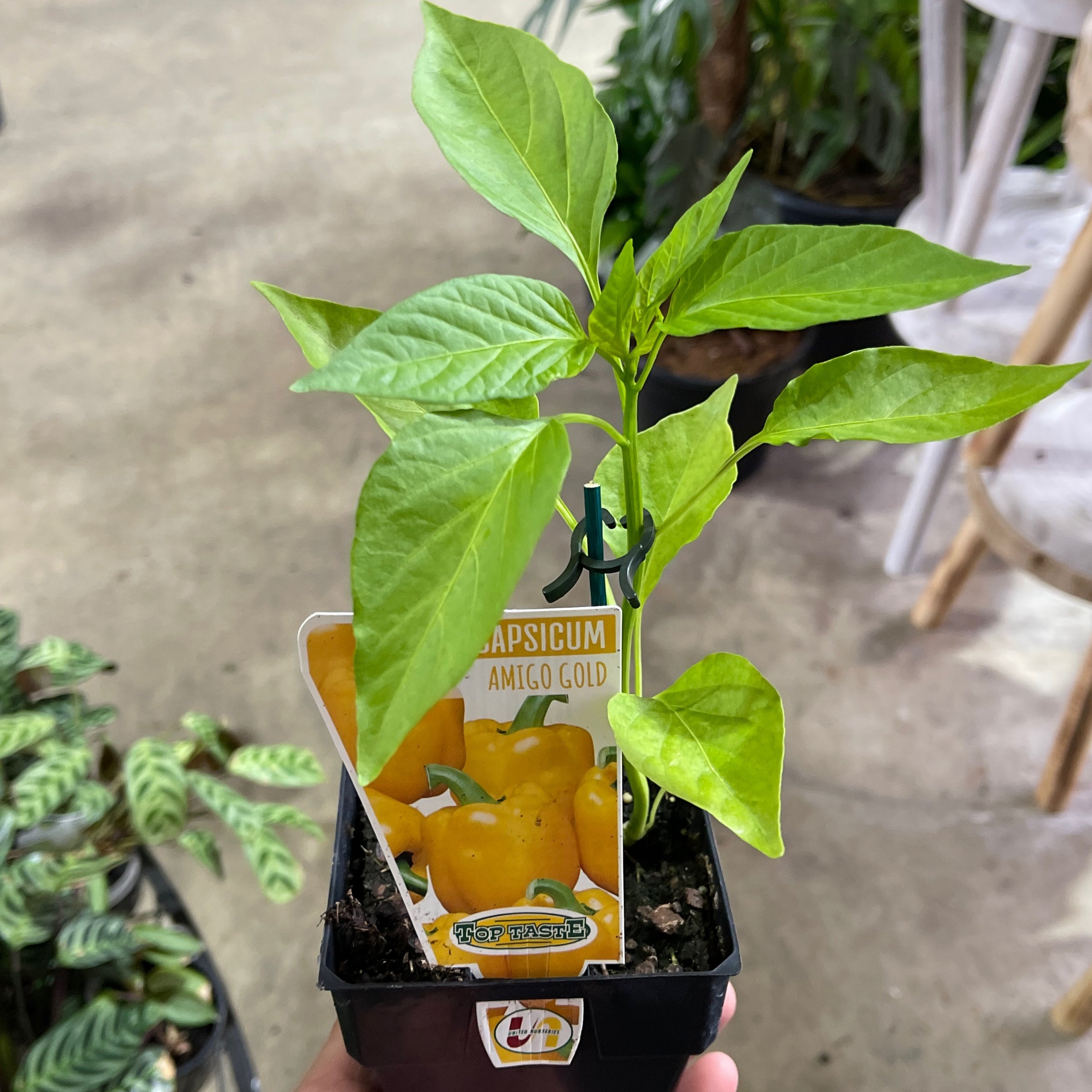 Capsicum - Amigo Gold - 100mm | Exotic Botanic