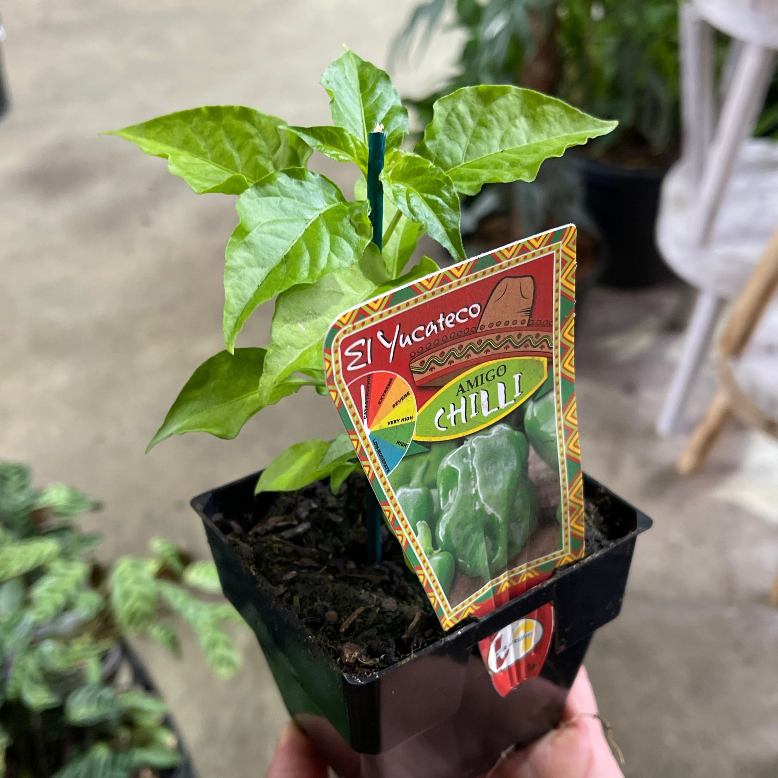 Chilli - El Yucanteco - 100mm | Exotic Botanic