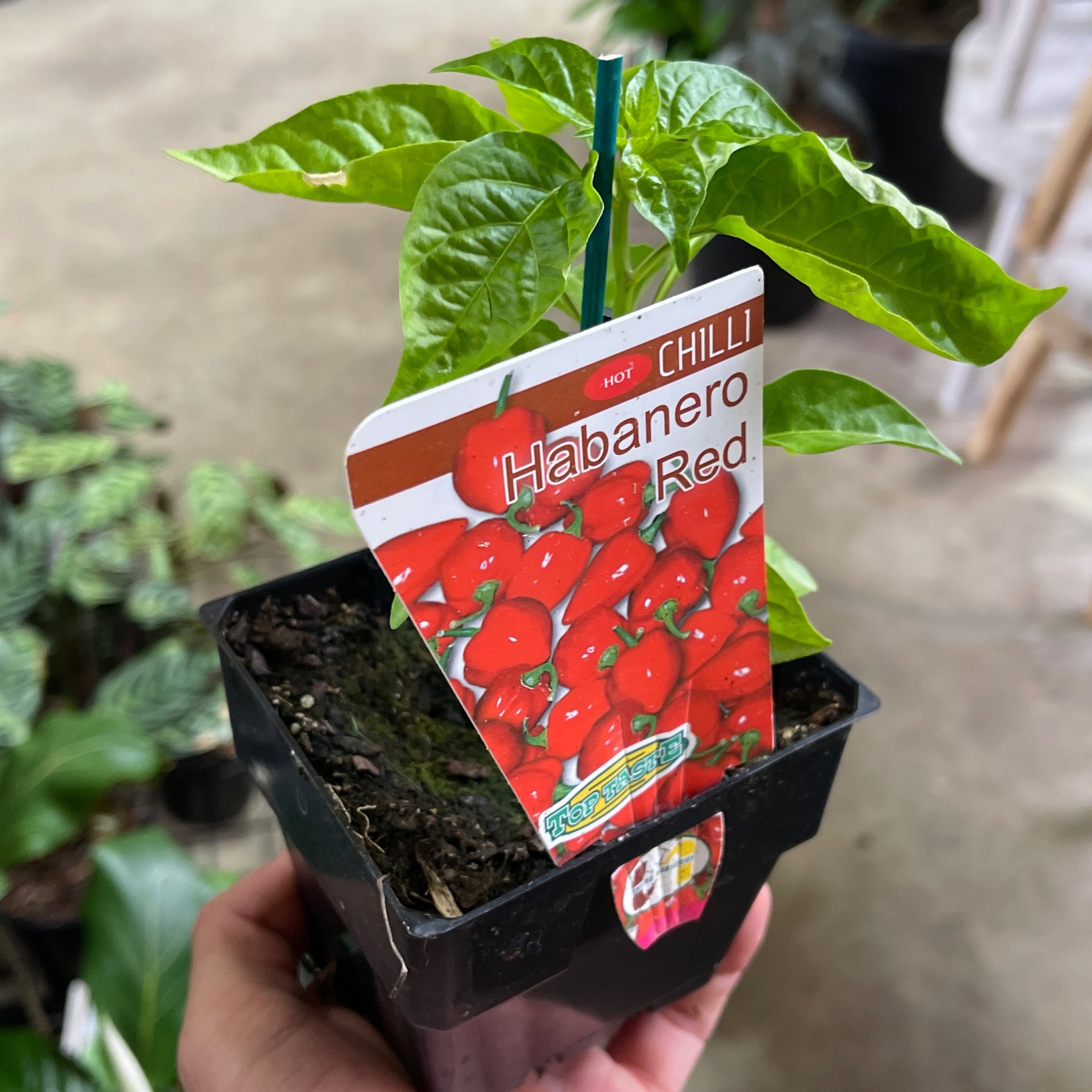 Chilli - Habanero Red - 100mm | Exotic Botanic