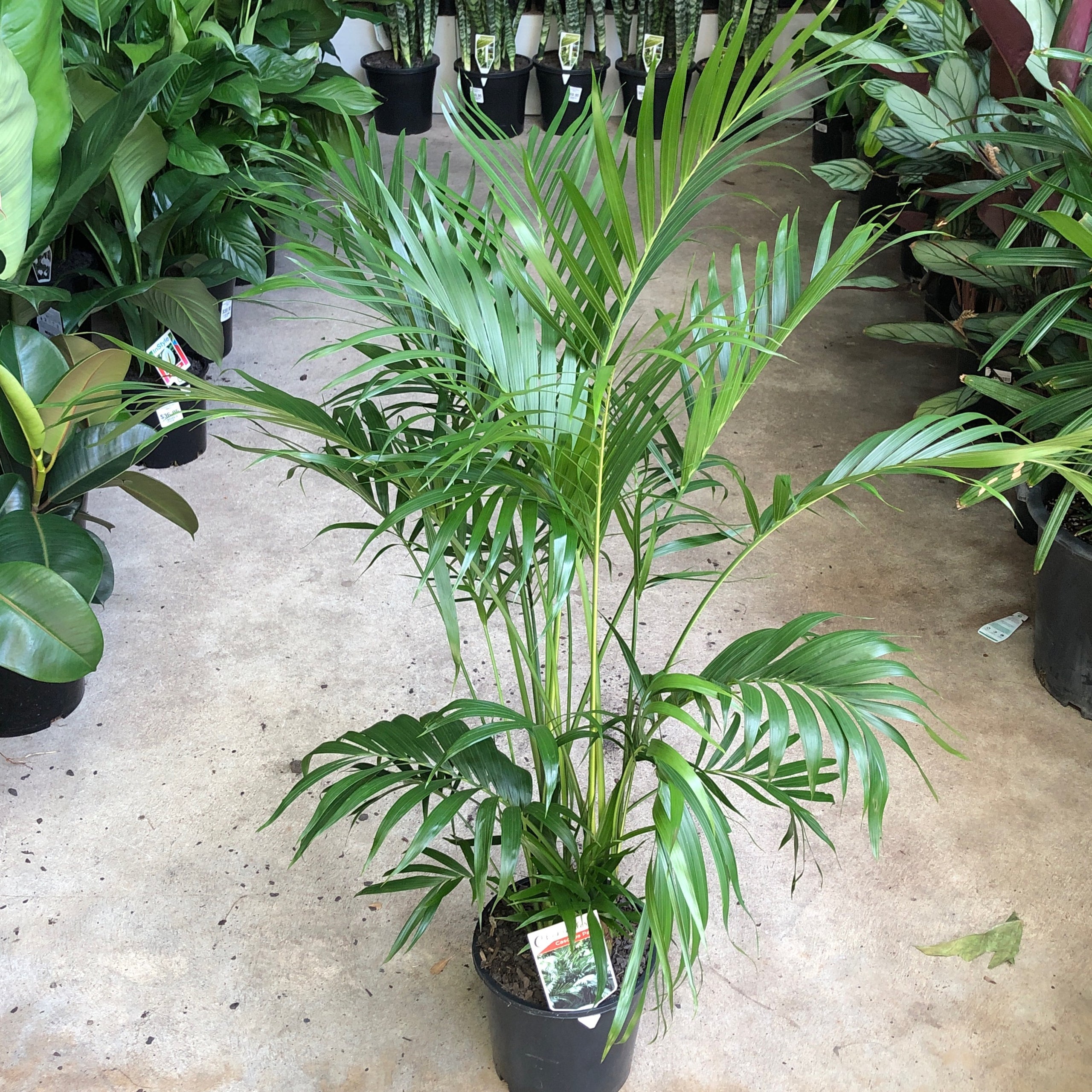 Chamaedorea Atrovirens - Cascade Palm - 200mm | Exotic Botanic