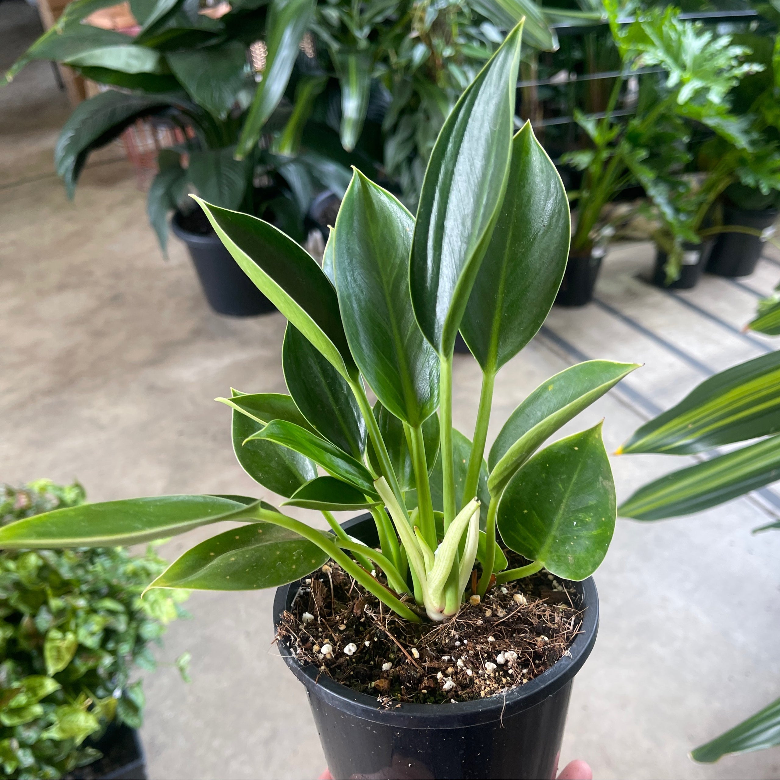 Philodendron Congo Apple - 130mm | Exotic Botanic