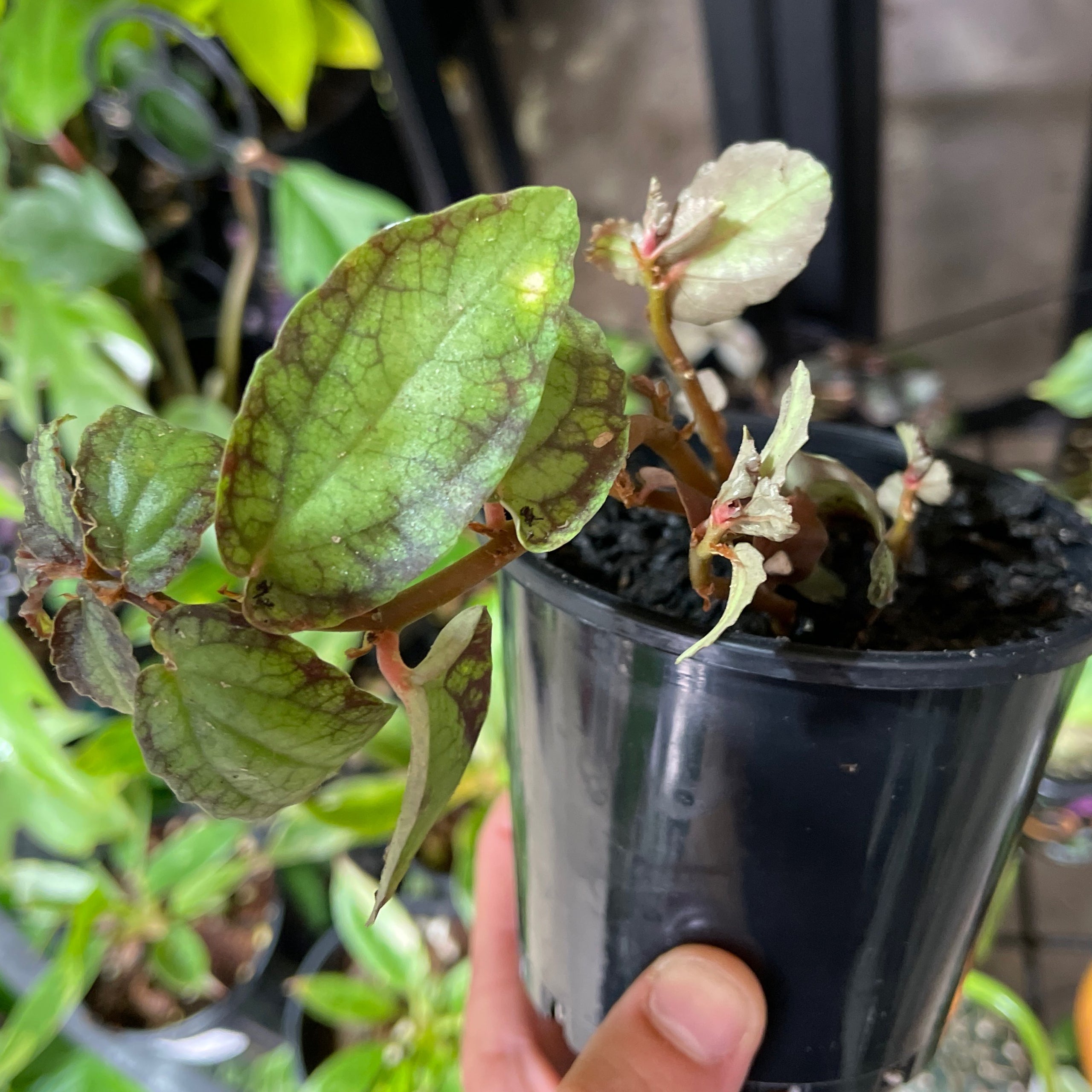 Pilea Repens - 100mm | Exotic Botanic