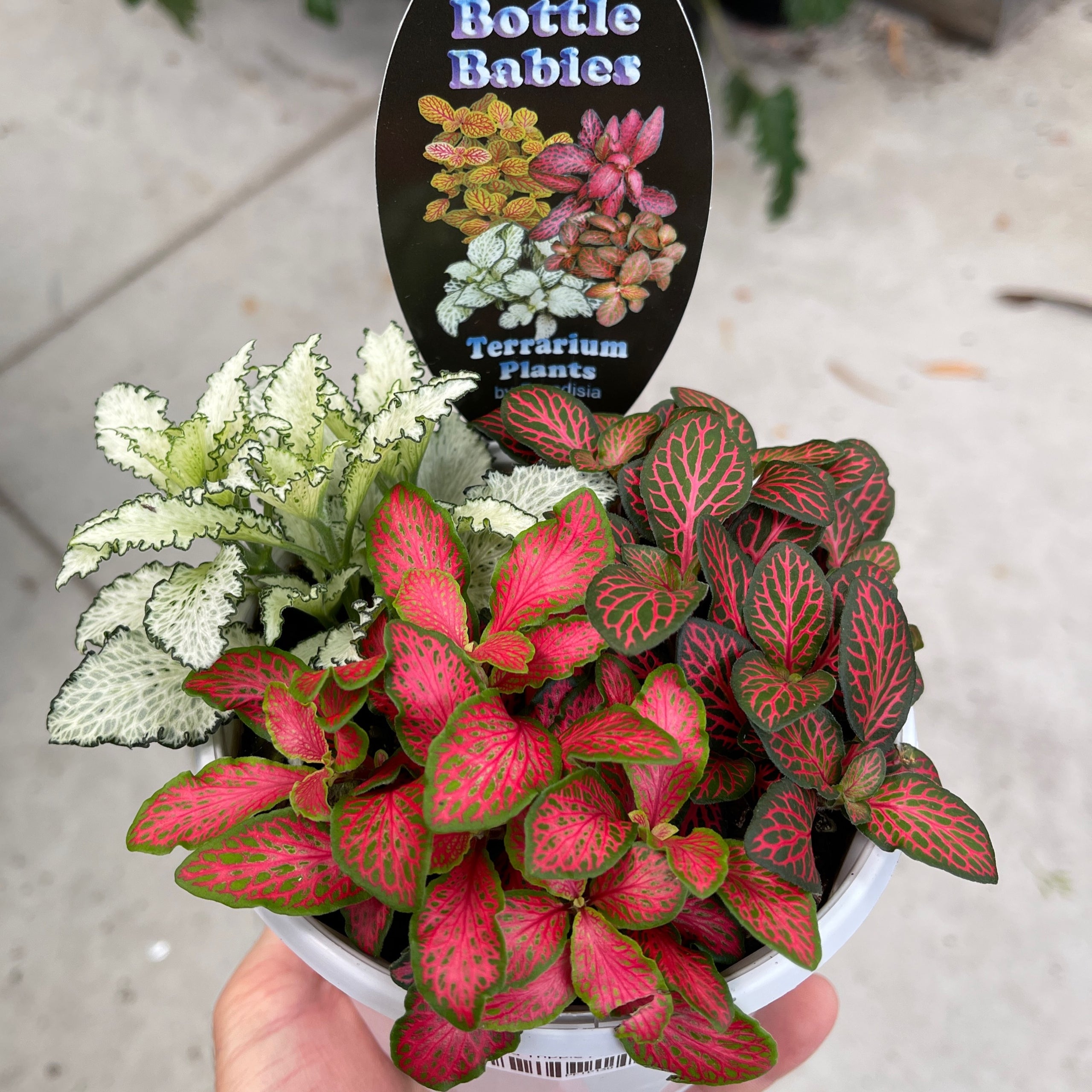 Fittonia Tripple Planted - 130mm | Exotic Botanic