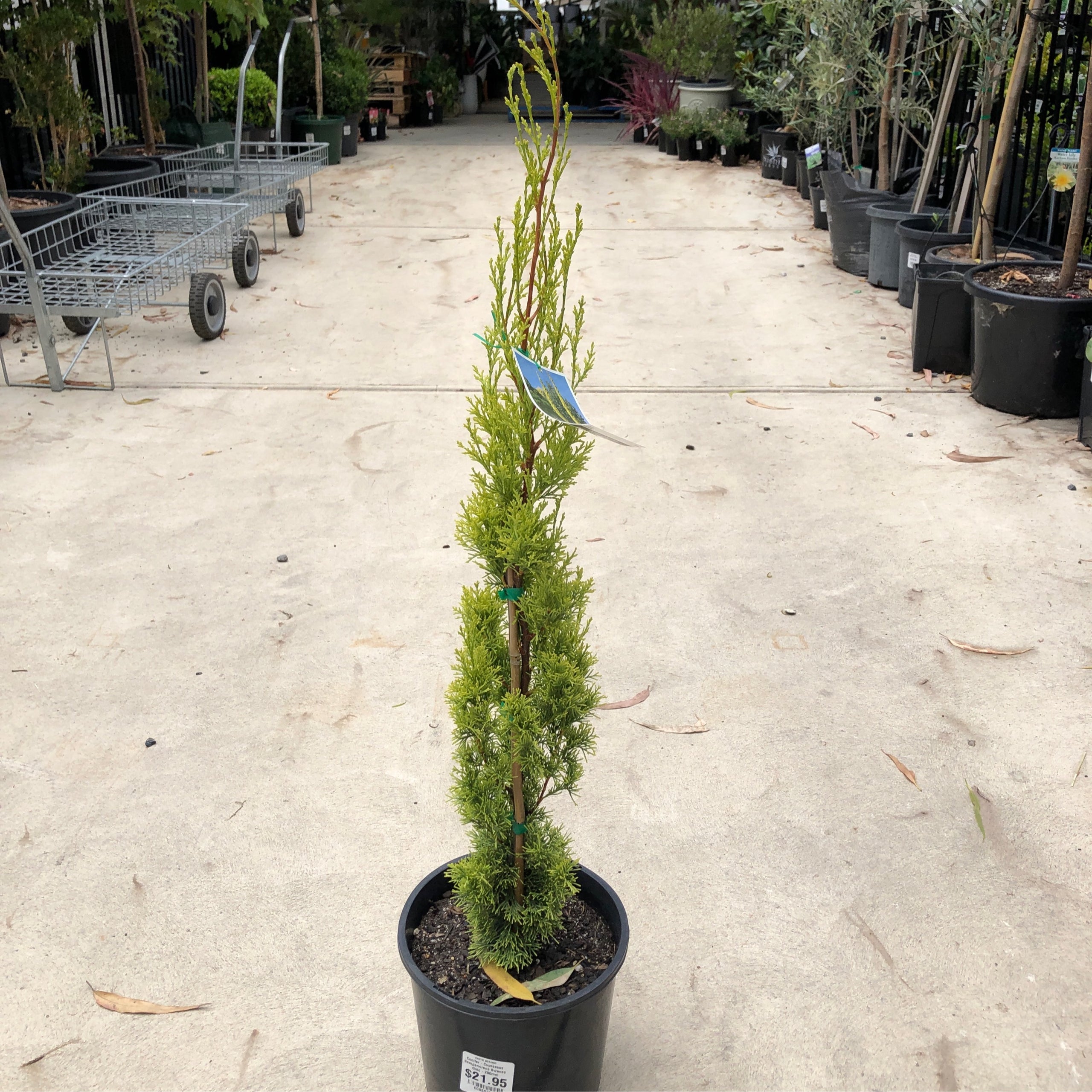 Conifer - Cupressus Sempervirens Swanes Gold - 200mm | Exotic Botanic