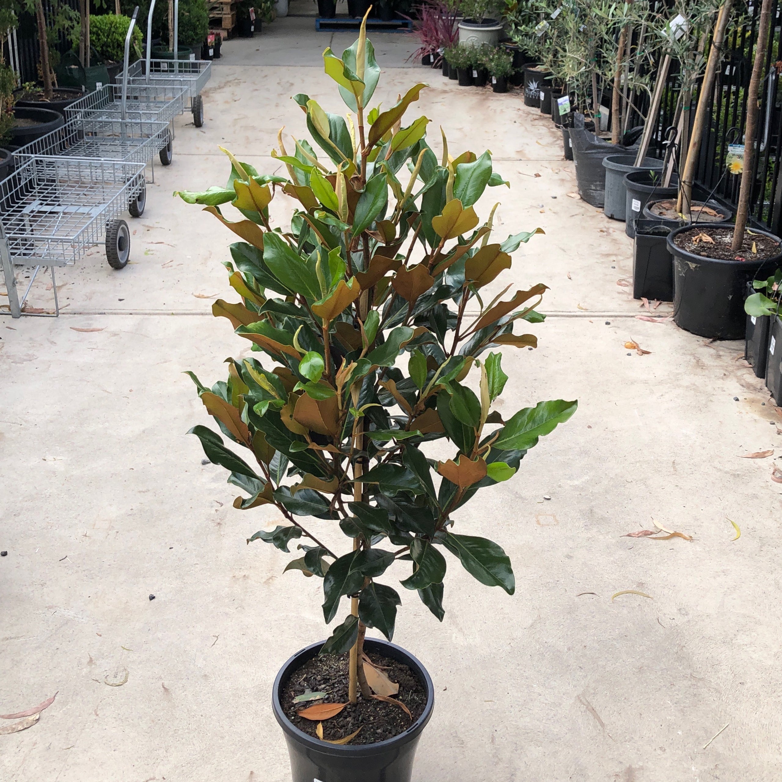 Magnolia Grandiflora Super Gem - 250mm | Exotic Botanic