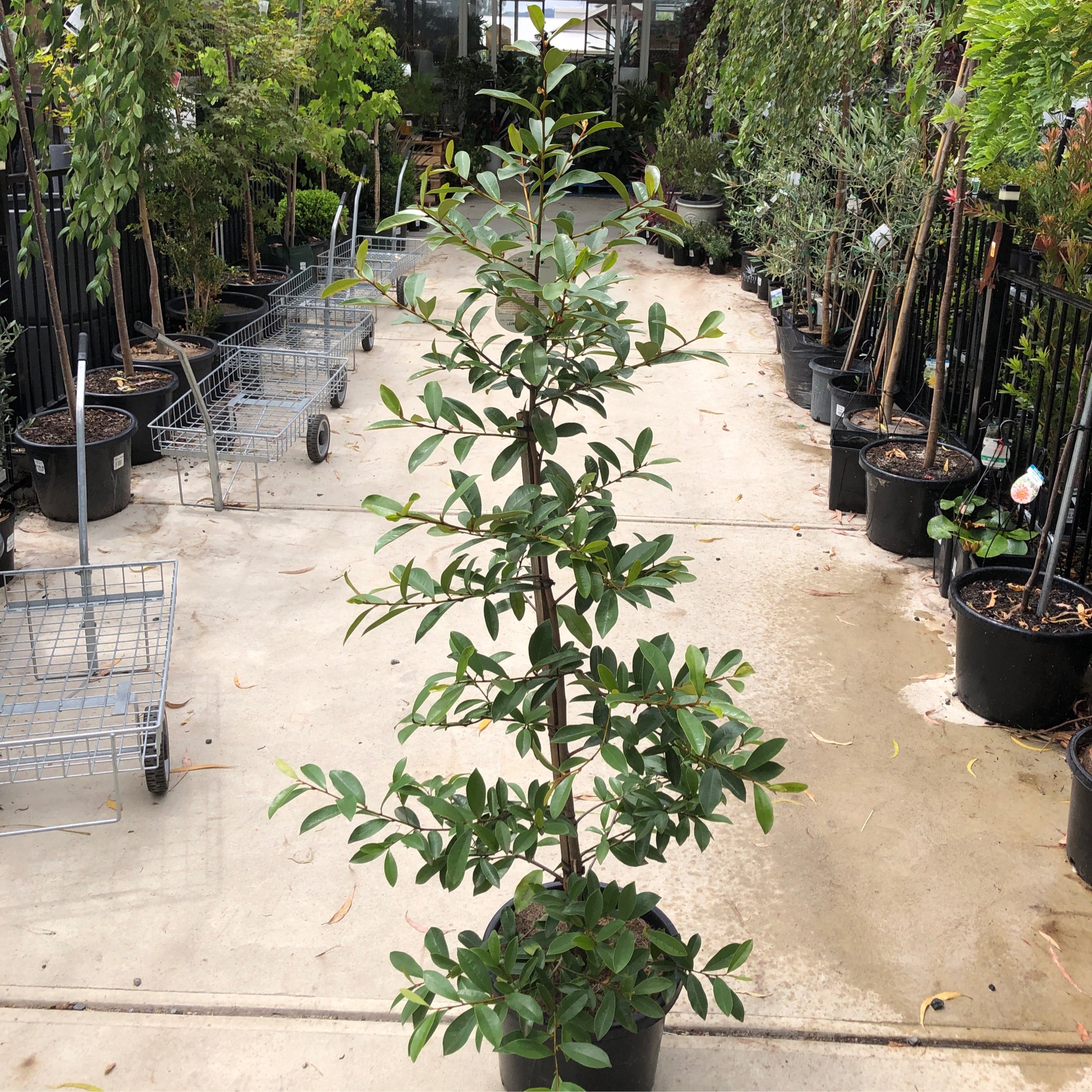 Magnolia Pink Pearl - 330mm | Exotic Botanic