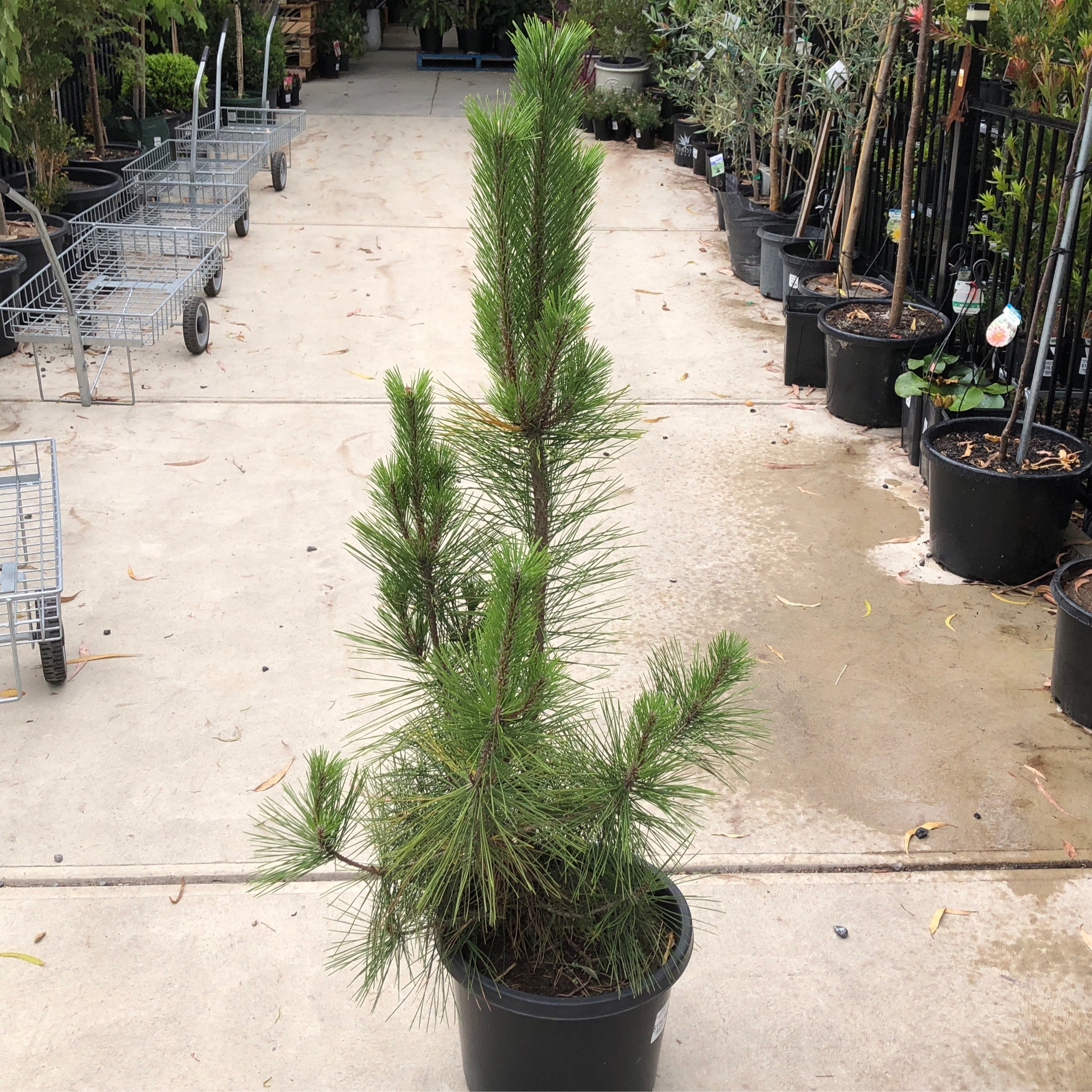 Pinus Thunbergii Kyokko Nishiki - 330mm | Exotic Botanic