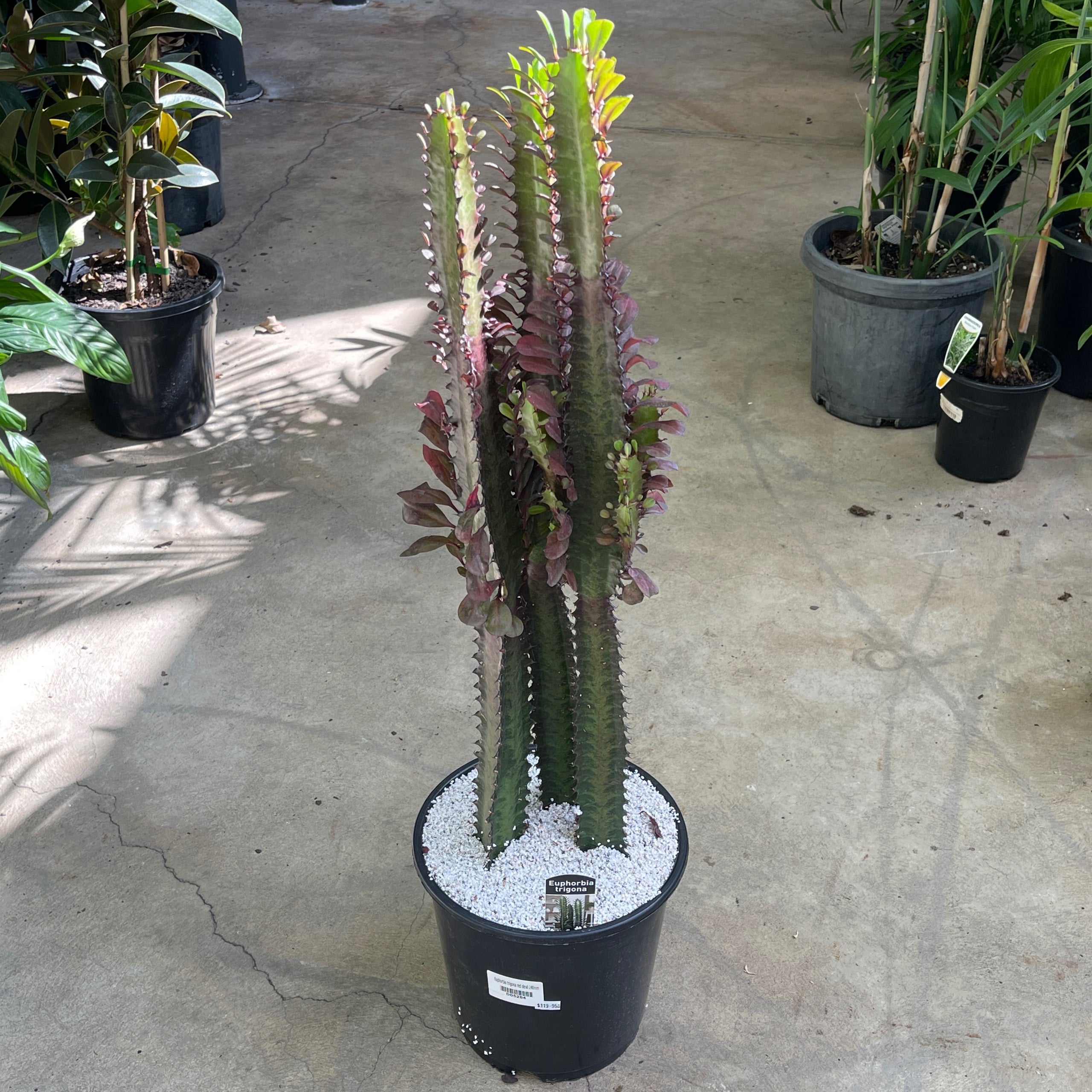 Euphorbia Trigona Red Devil- 240mm | Exotic Botanic