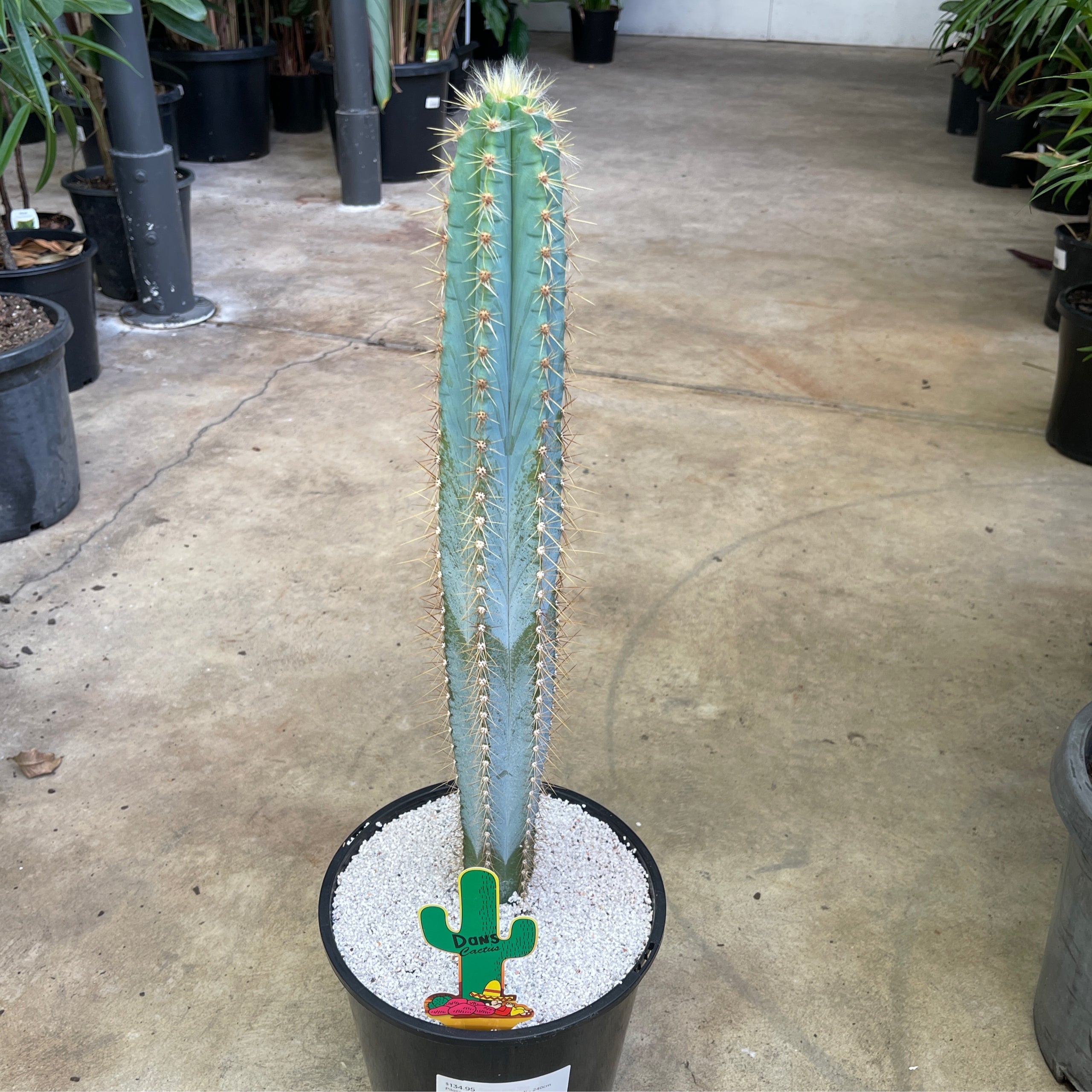 Pilosocereus Azureus - Cacti - 240cm | Exotic Botanic