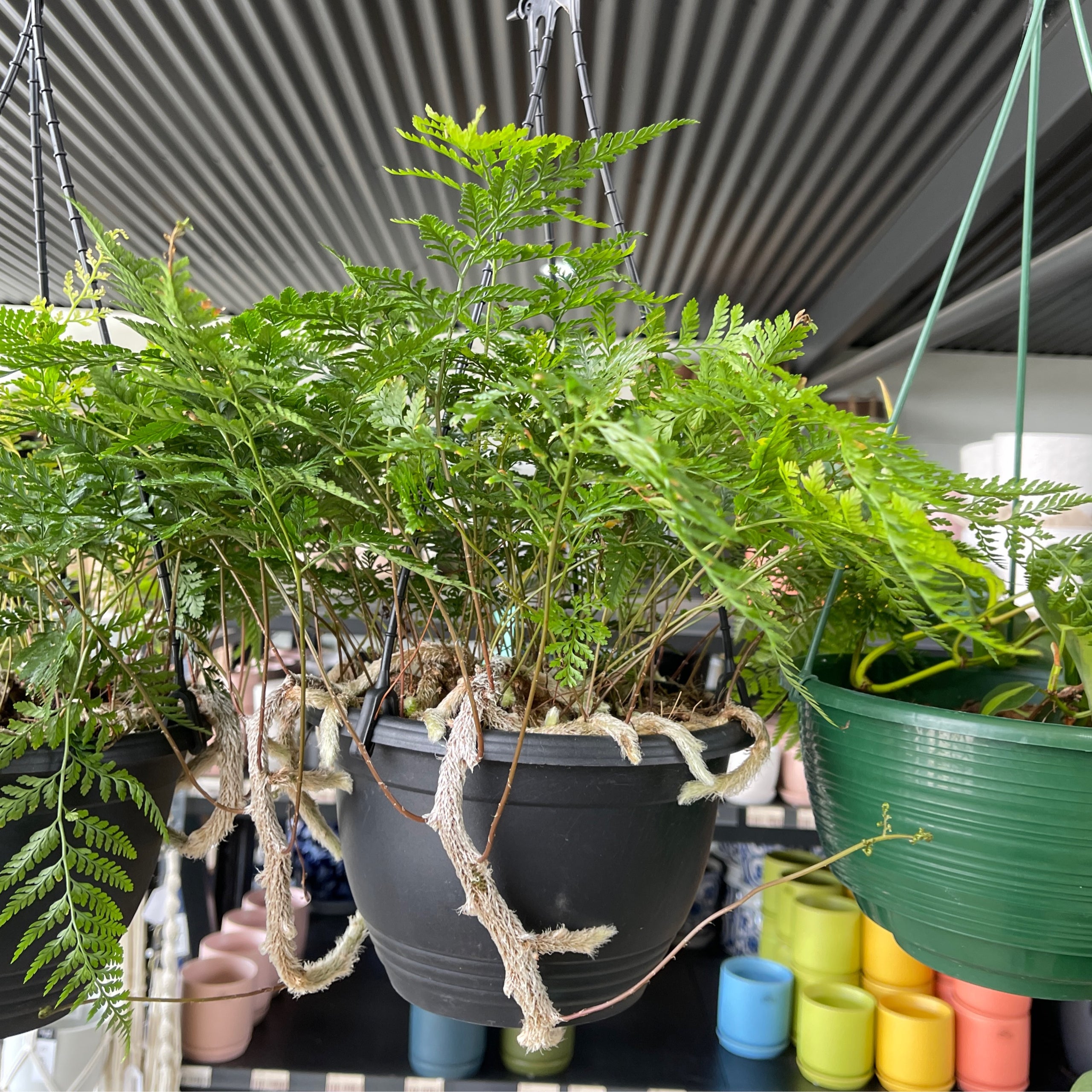 Rabbit Foot Fern Hanging basket - 200mm | Exotic Botanic