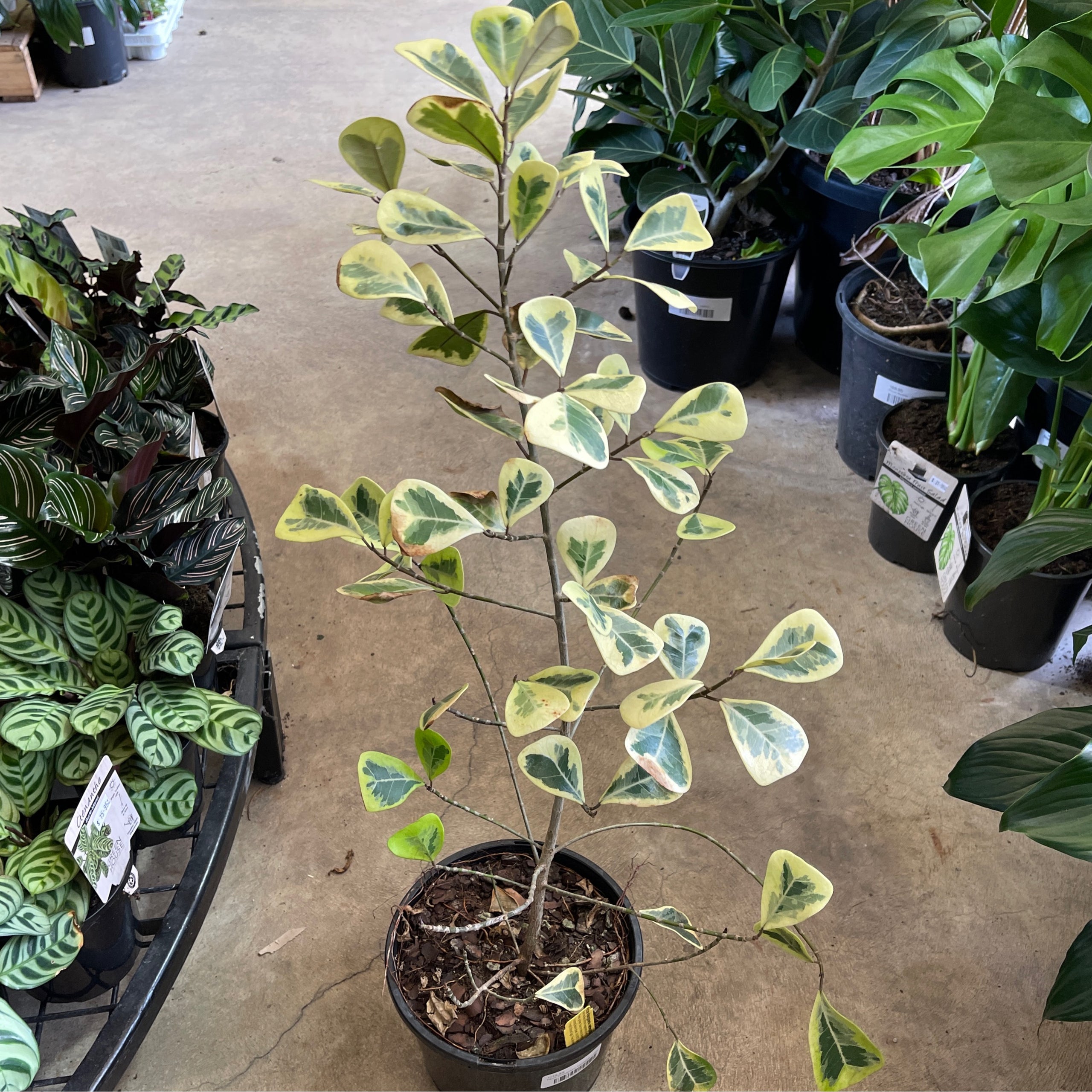 Ficus Triangularis Variegata - 200mm | Exotic Botanic