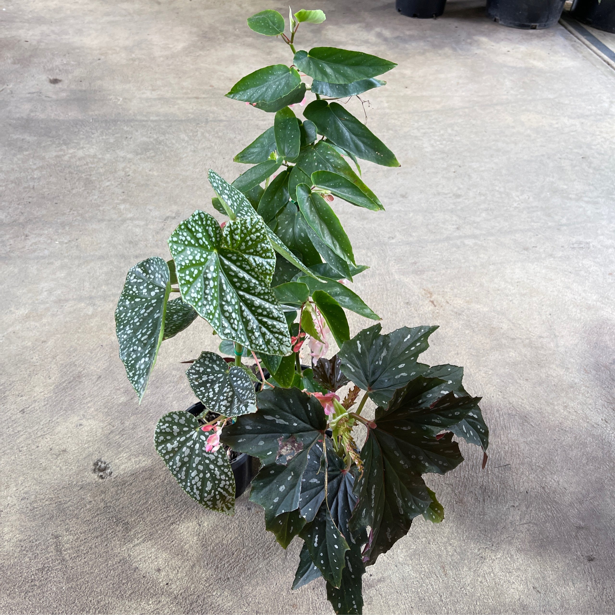 Begonia Asst - 105mm | Exotic Botanic