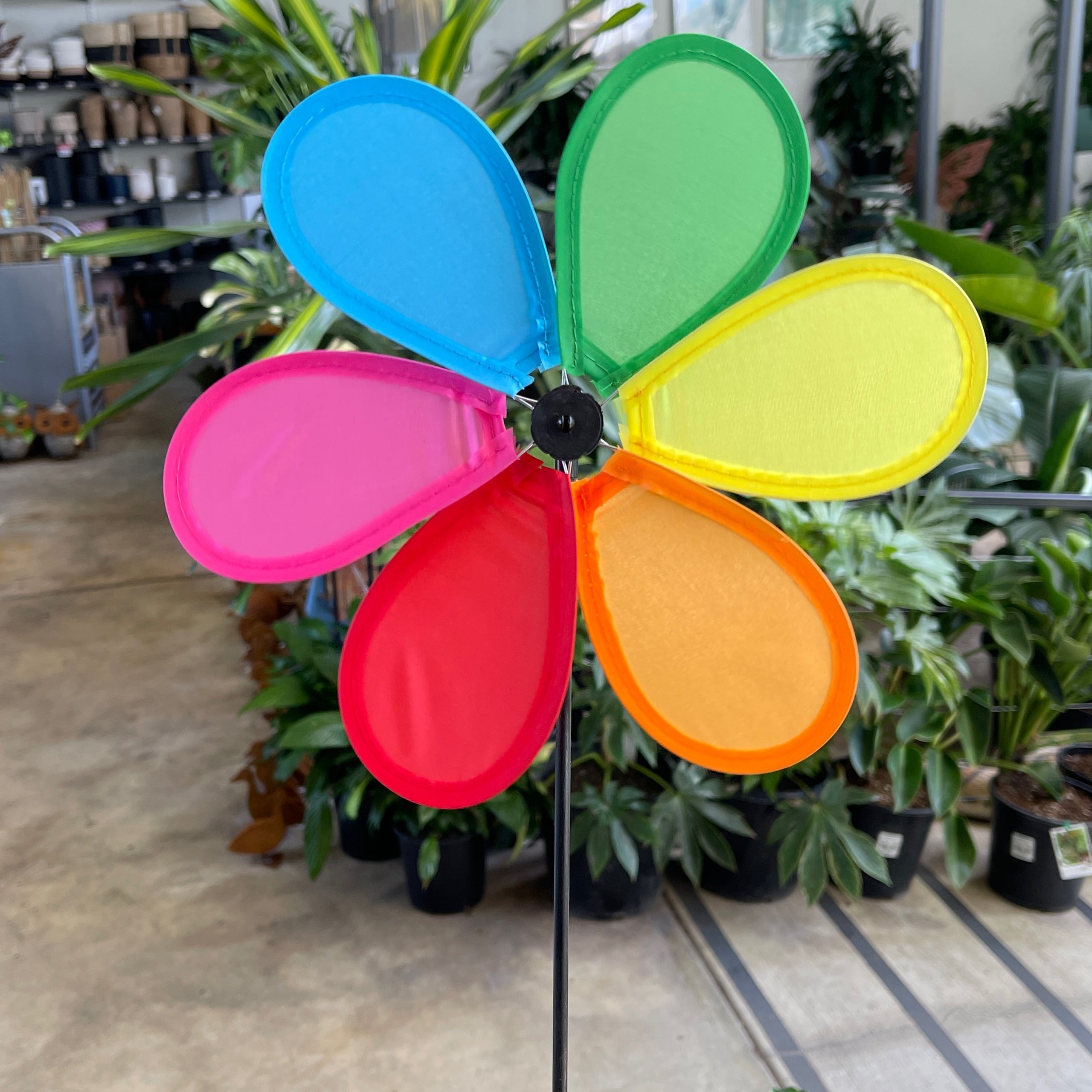 Windmill Multi Colour | Exotic Botanic