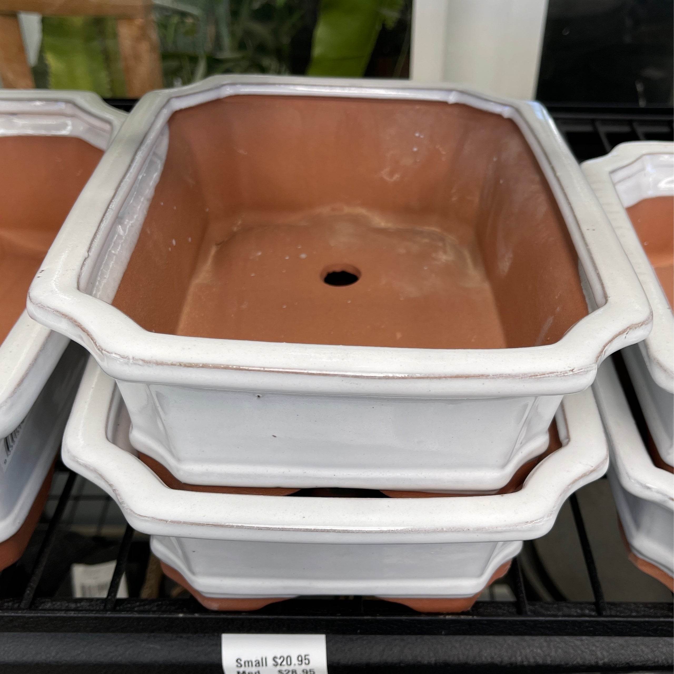 Bonsai Yama Rectangle White | Exotic Botanic