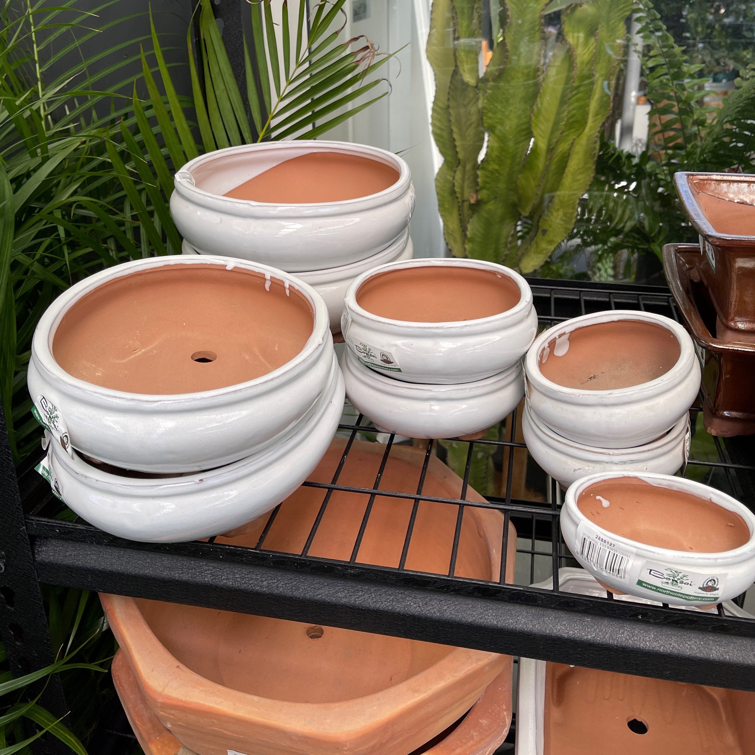 Bonsai Pot Izumi Oval White | Exotic Botanic