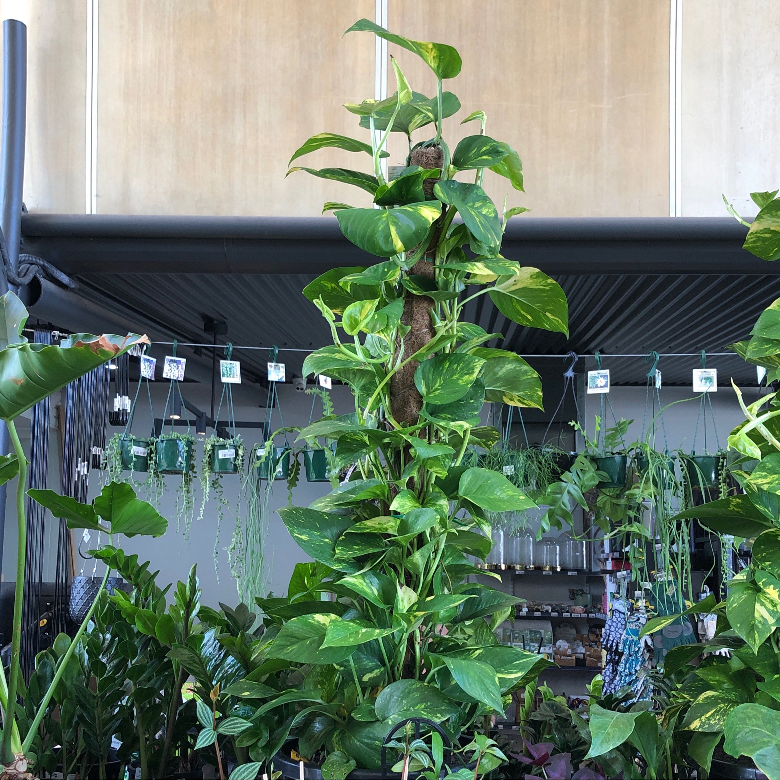 Epipremnum Aureaum - Devils Ivy Totem - 300mm | Exotic Botanic