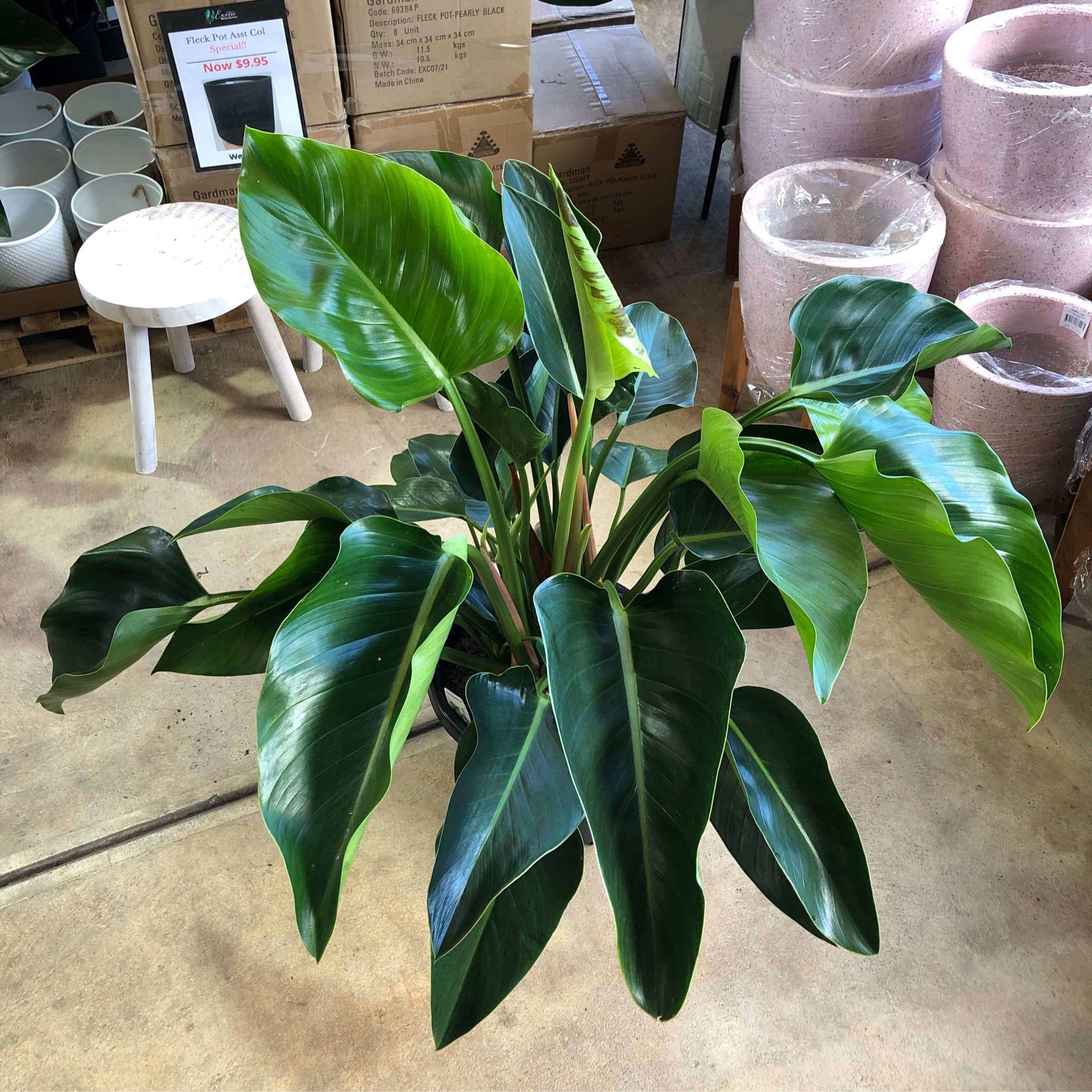 Philodendron Congo - 300mm | Exotic Botanic