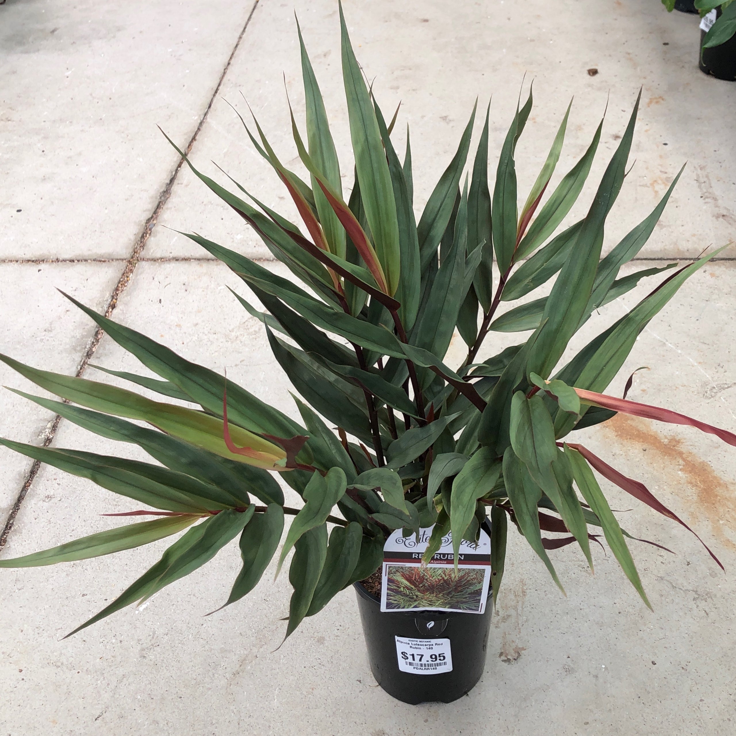 Alpinia Luteocarpa Red Rubin - 140mm | Exotic Botanic