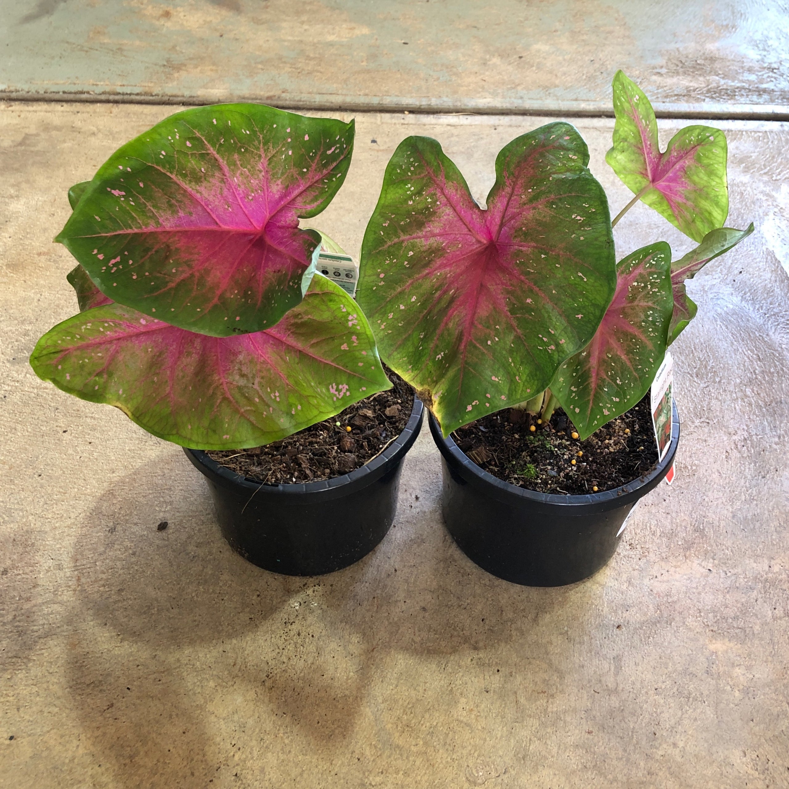 Caladium Starlight Red - 200mm | Exotic Botanic