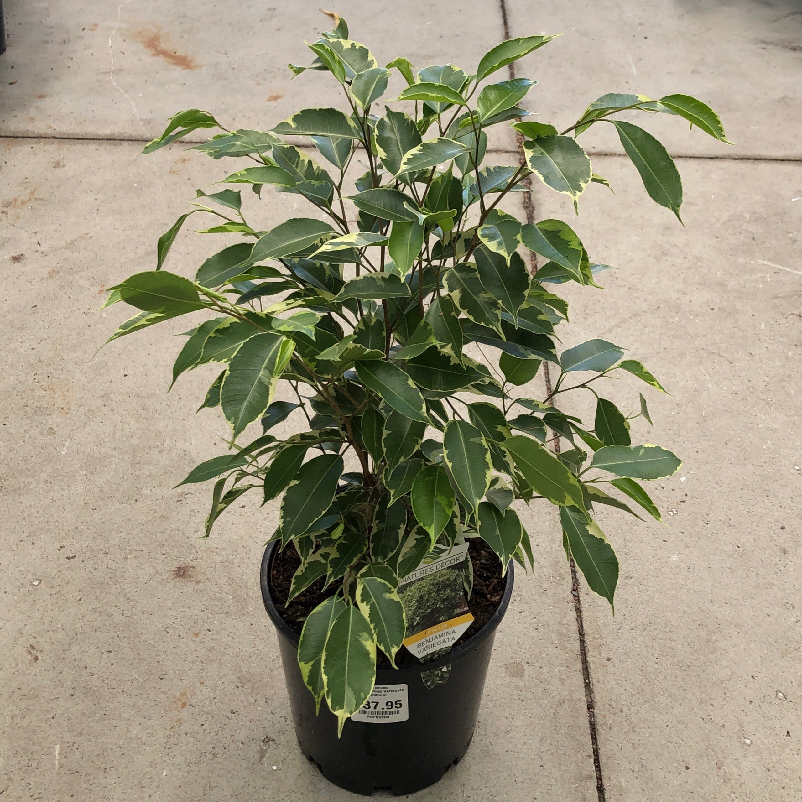 Ficus Benjamina Variegata - 200mm | Exotic Botanic