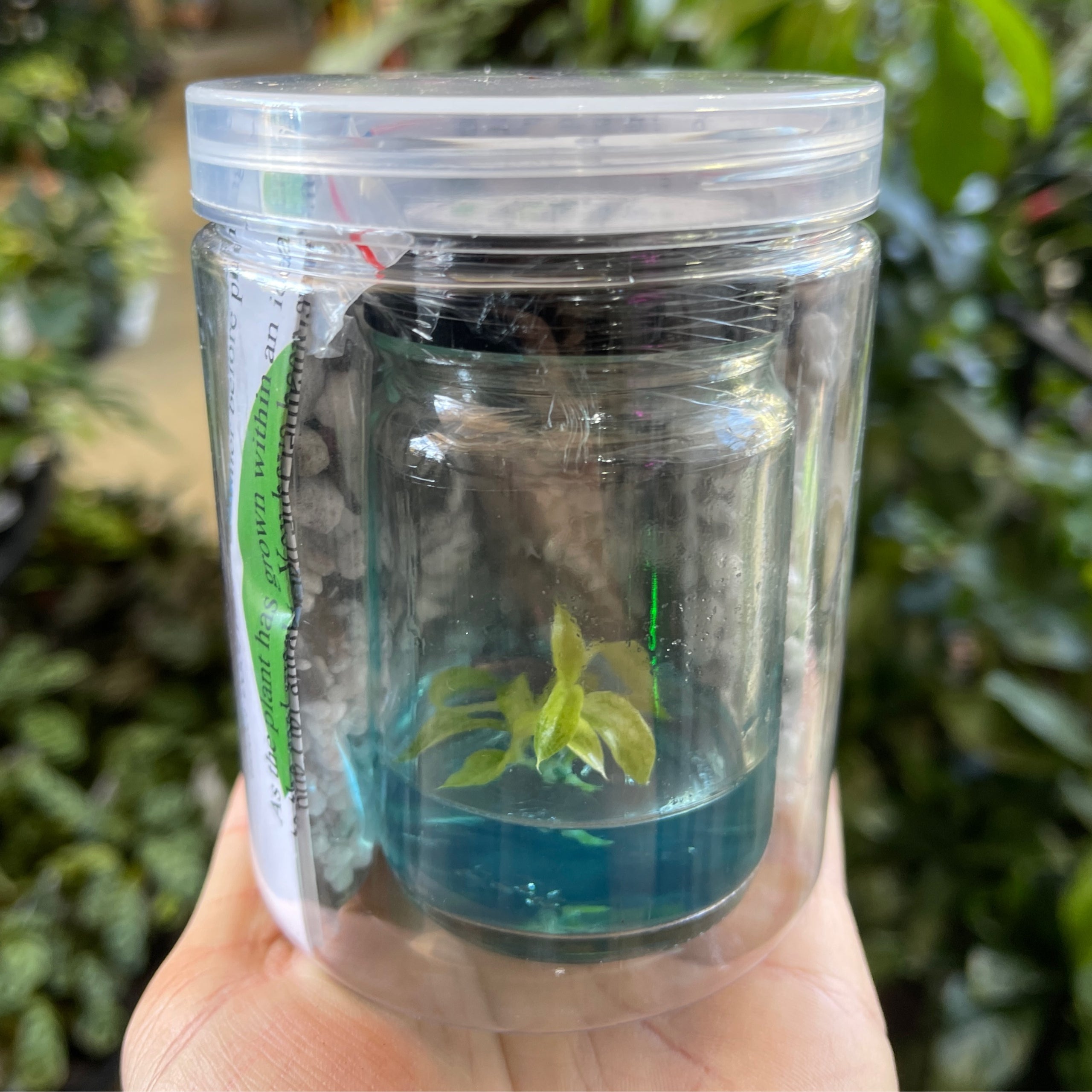 Tissue Culture Kit Philodendron Giganteum Blizzard | Exotic Botanic