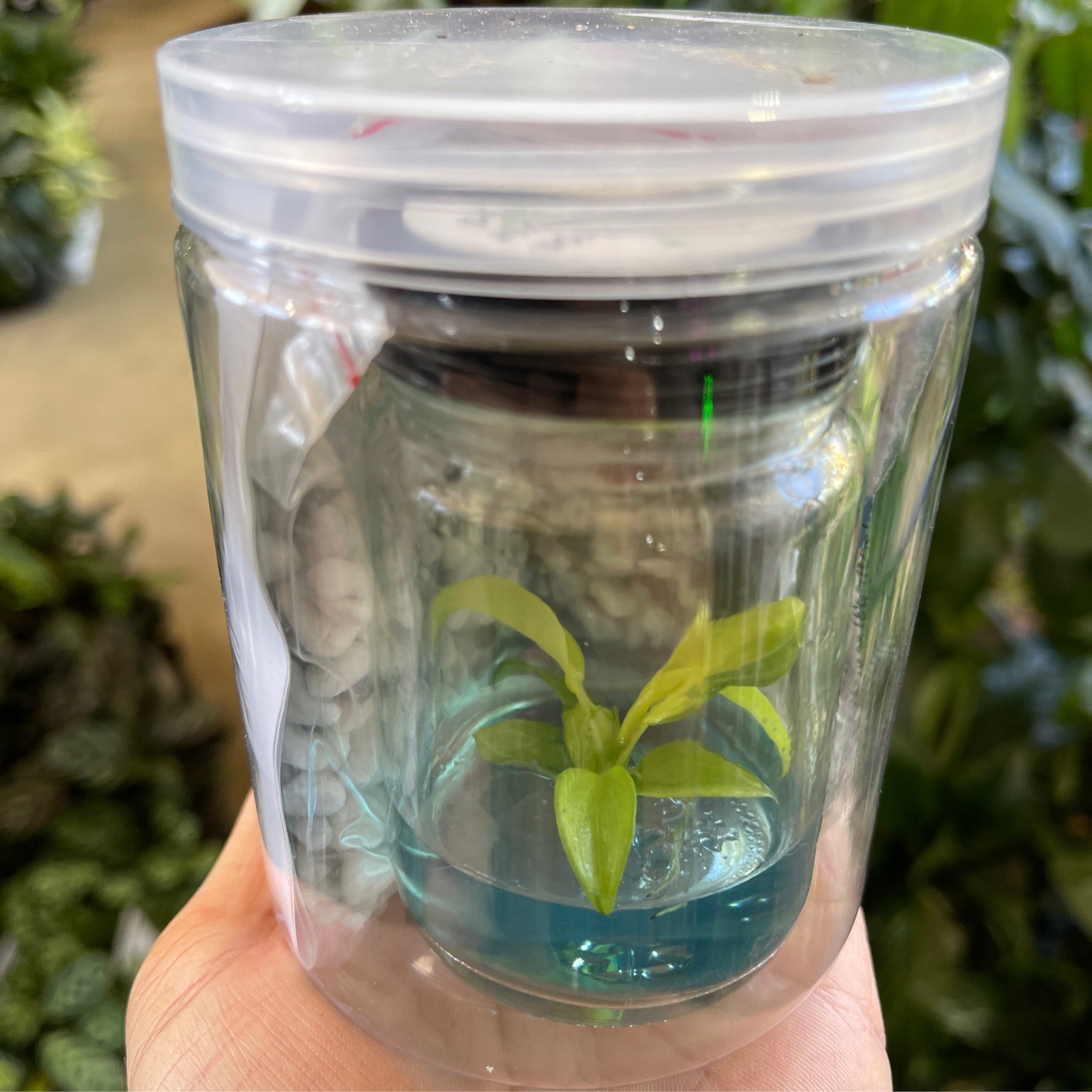 Tissue Culture Kit Philodendron Jungle Fever Variegated | Exotic Botanic